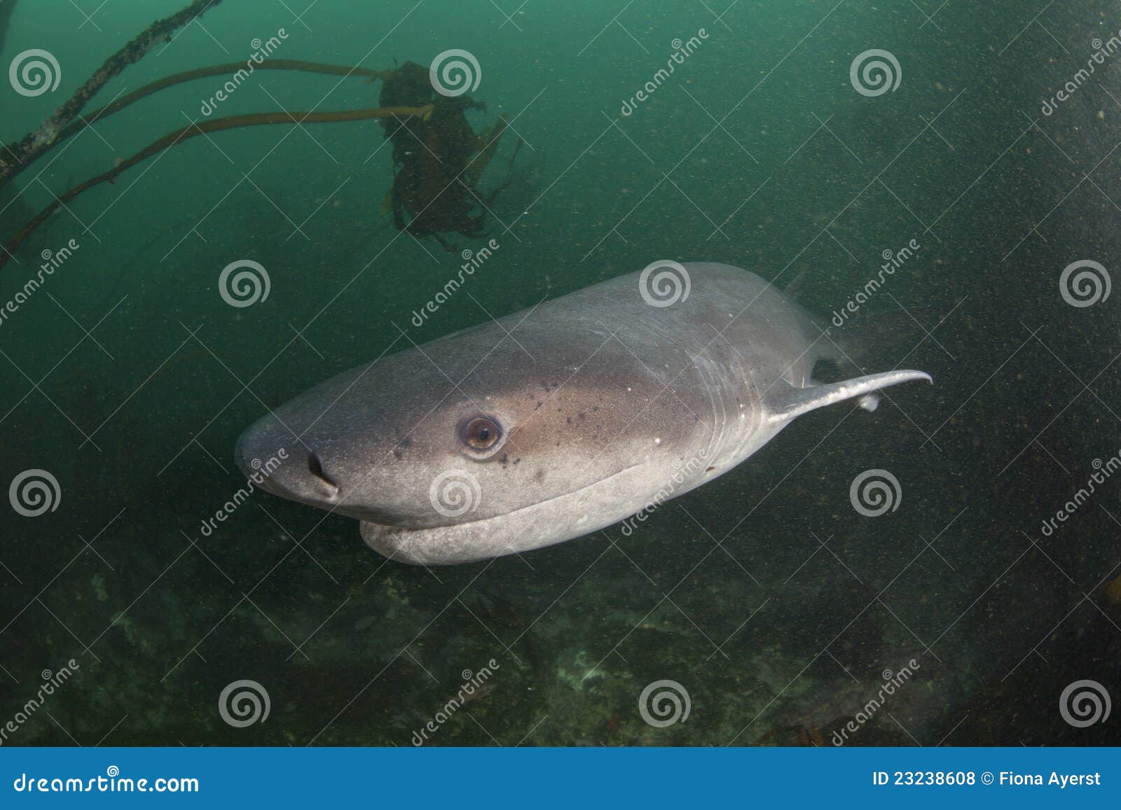 Requin de vache indiscret photo stock. Image du point - 23238608