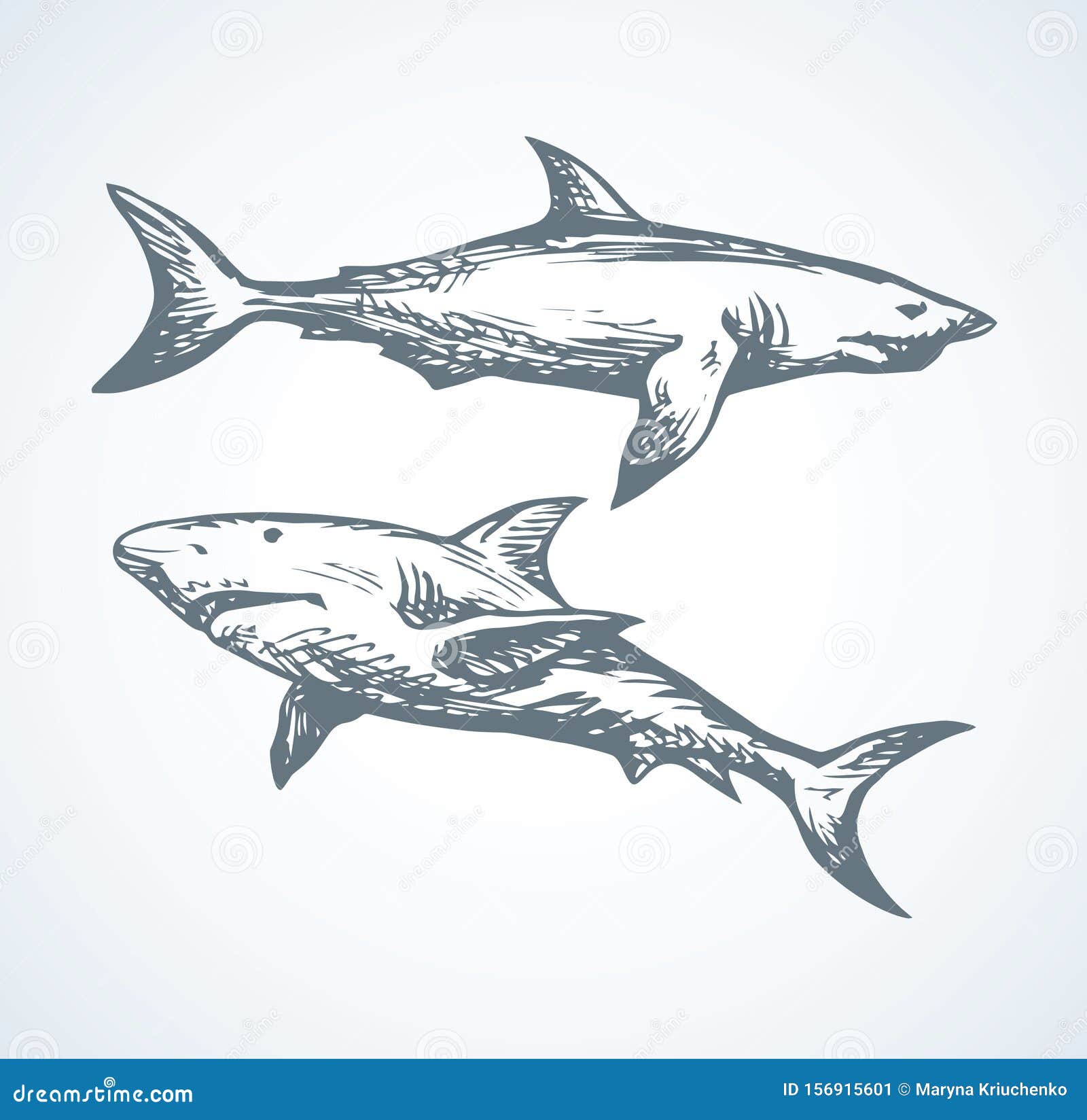 Requin. Dessin vectoriel illustration de vecteur. Illustration du grand ...