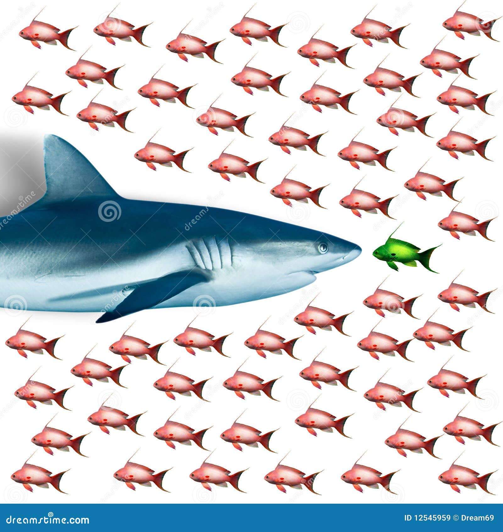 Requin Et Poissons, La Mer Rouge, Egypte Image stock - Image du ...