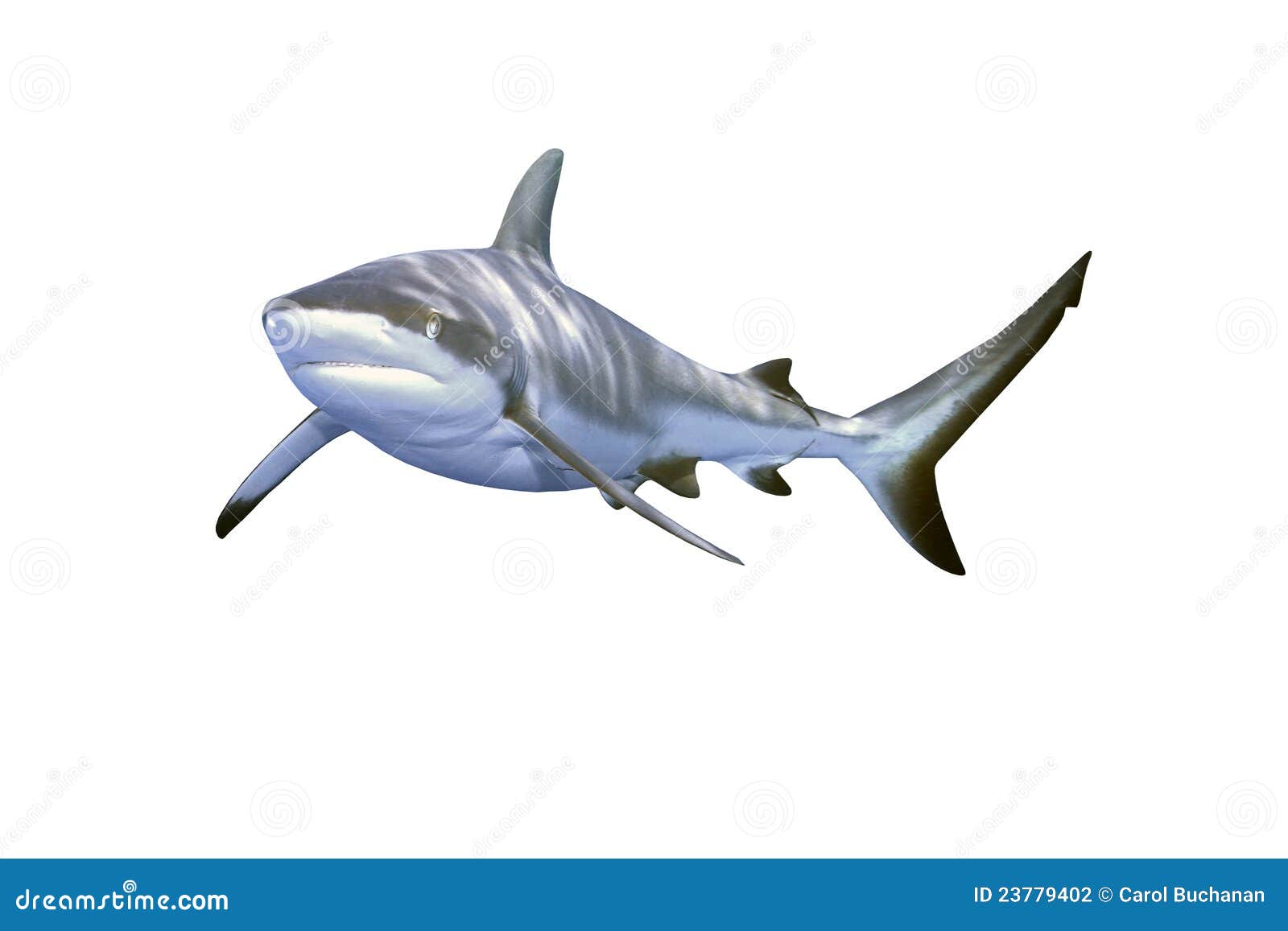 Requin gris de récif photo stock. Image du gris, dents - 23779402