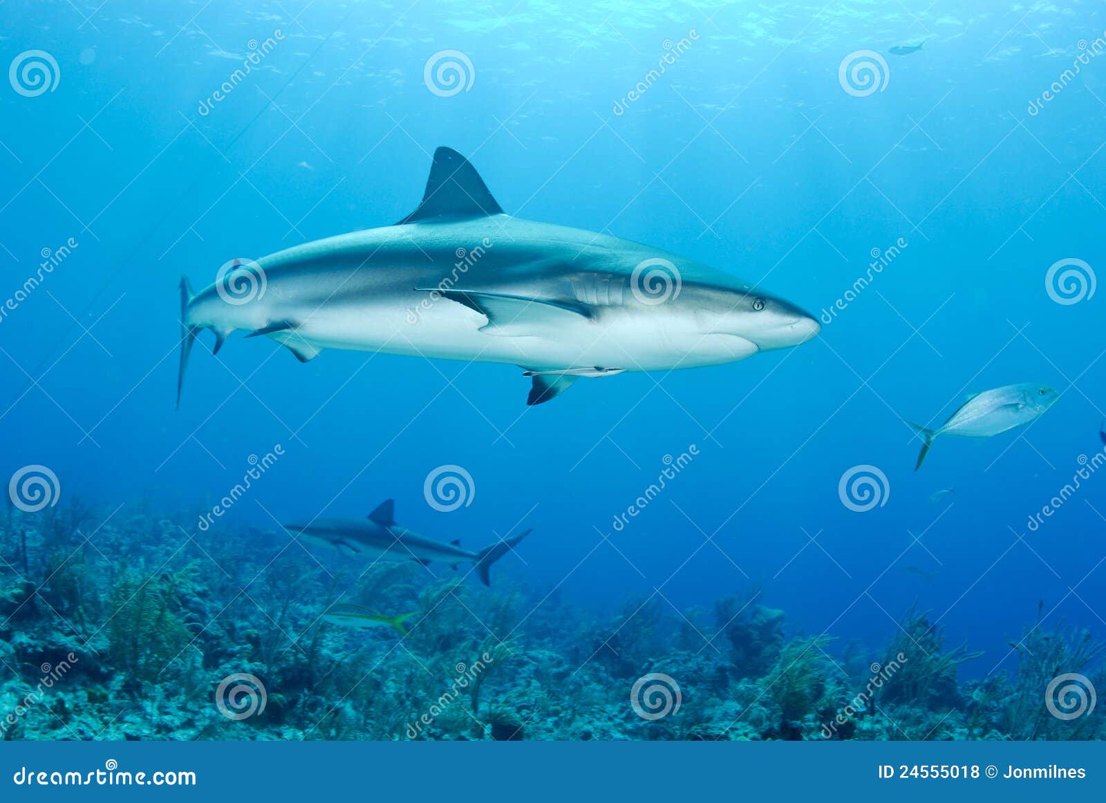 Requin gris de récif photo stock. Image du environnement - 24555018