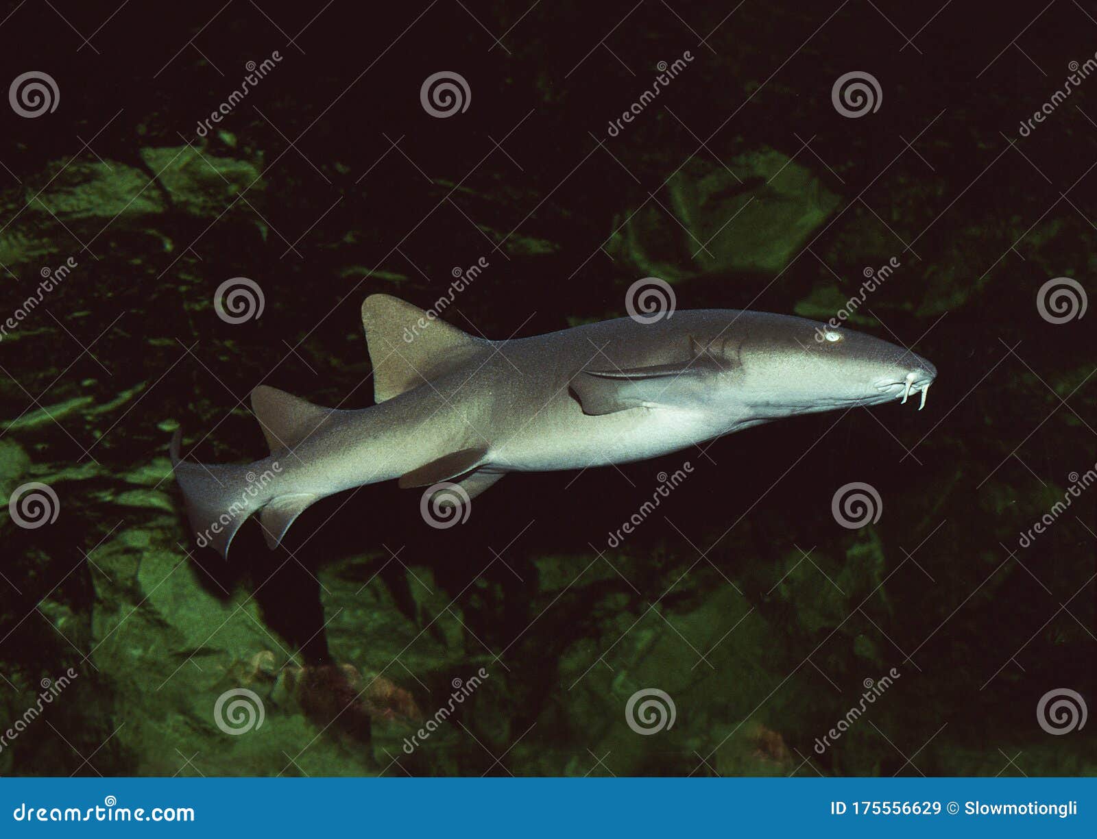 REQUIN NOURRICE stock image. Image of requin, submarine - 175556629