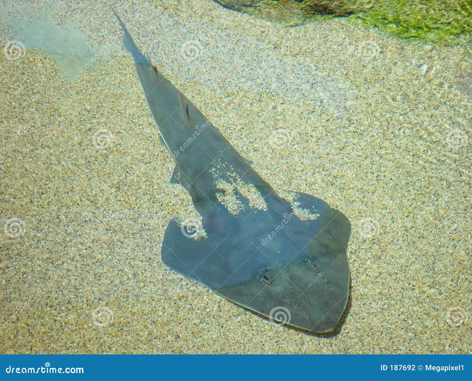 REQUIN SUR LE SABLE photo stock. Image du océan, marin - 187692