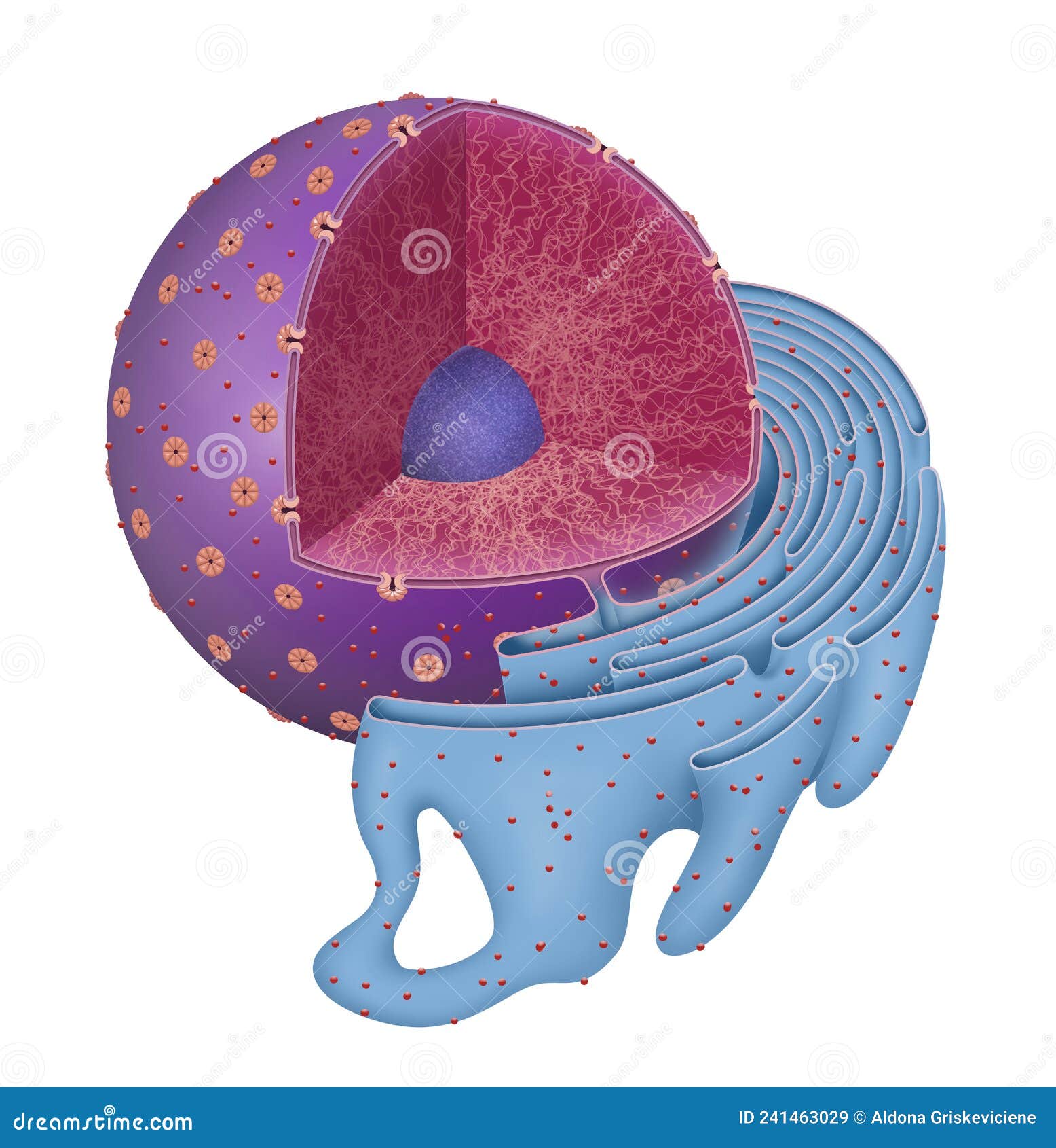 Structure of Nucleus and Rough Endoplasmic Reticulum. Stock ...