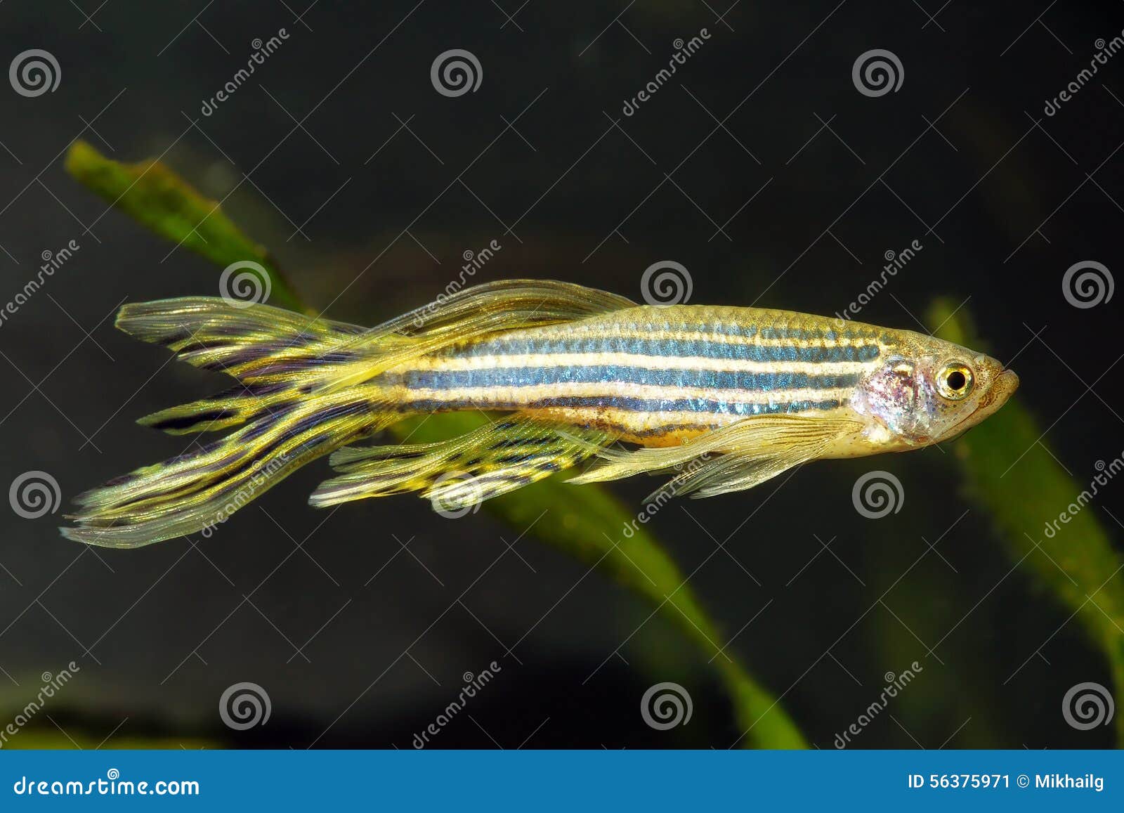 Rerio Danio стоковое изображение. изображение насчитывающей пресноводно ...