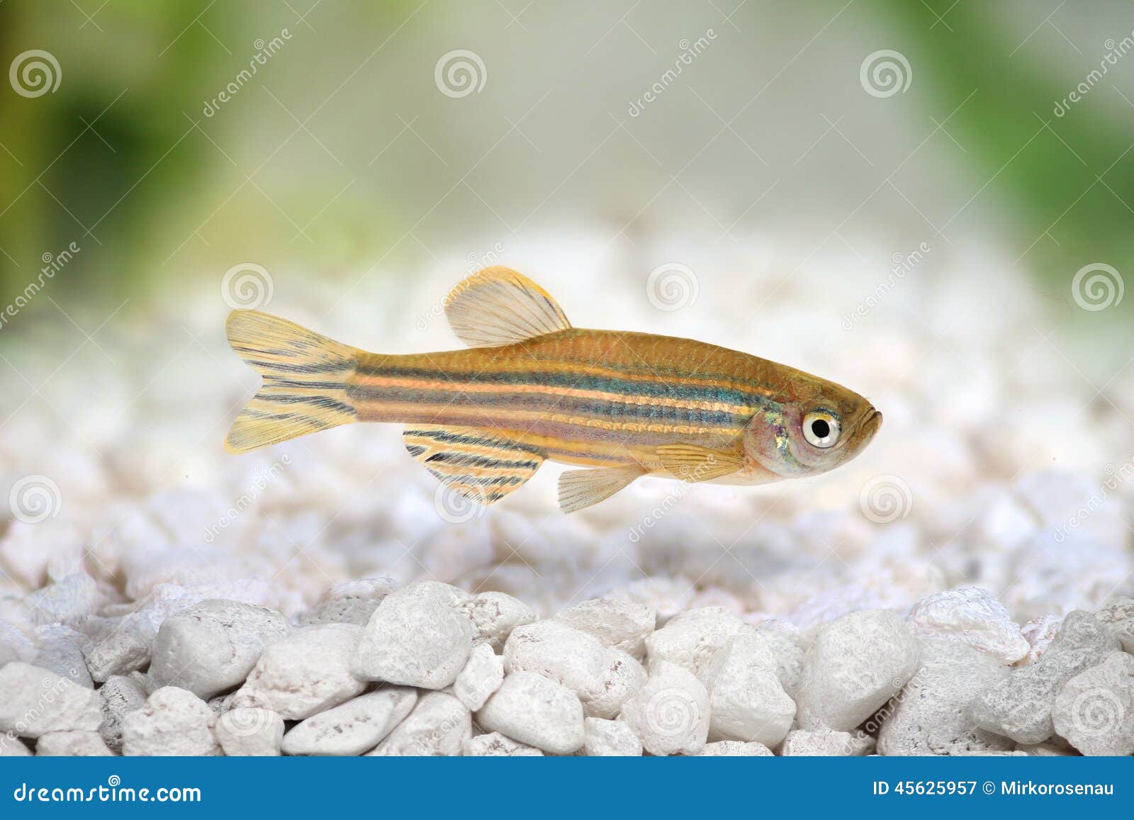 Rerio Van Zebrafish Gestreepte Barb Danio Stock Afbeelding - Image of ...