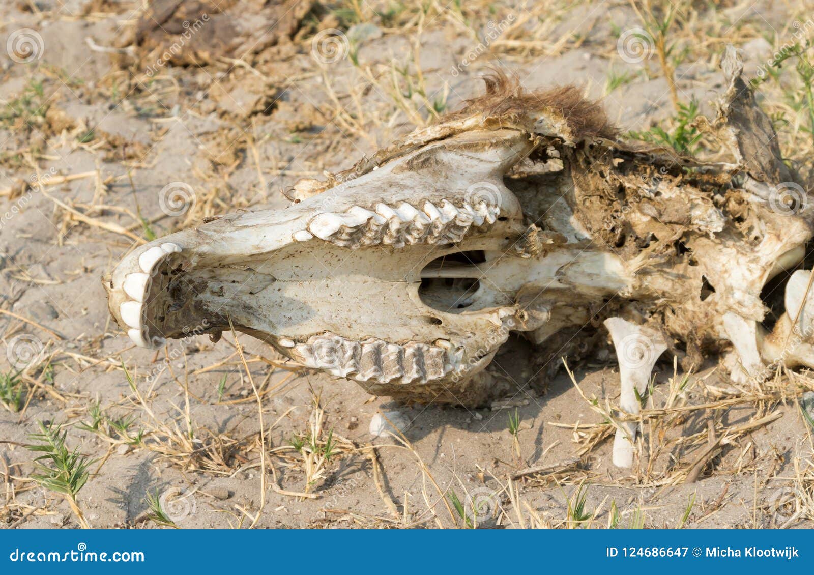 Res Muerta De Un Burro En Botswana Imagen de archivo - Imagen de ...