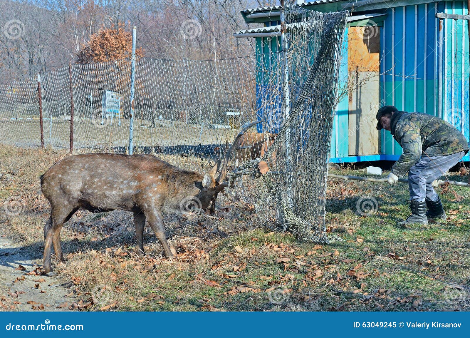Rescue of deer 1 stock image. Image of dacha, horn, fence - 63049245