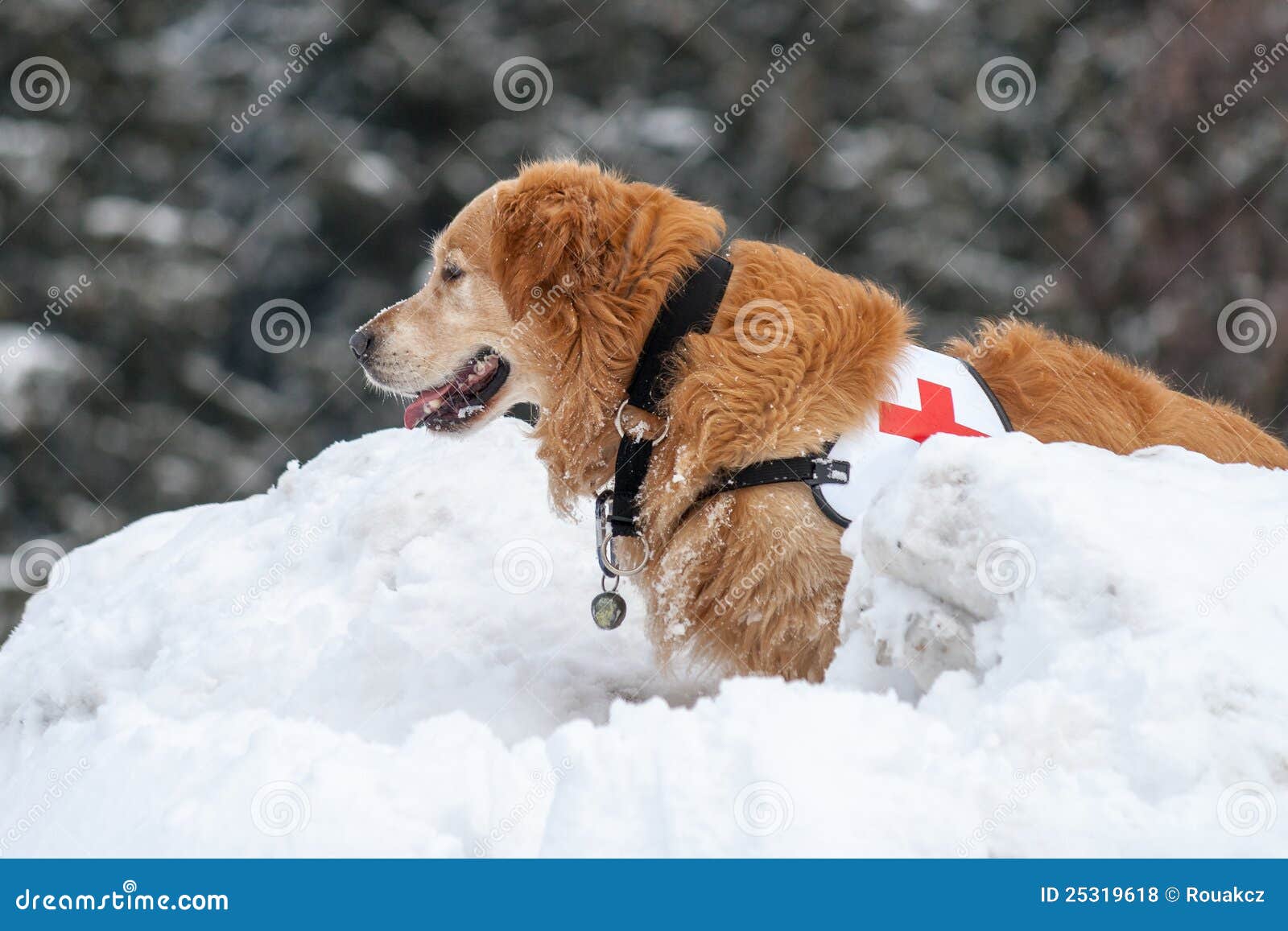 Rescue dog in action stock photo. Image of cross, action - 25319618