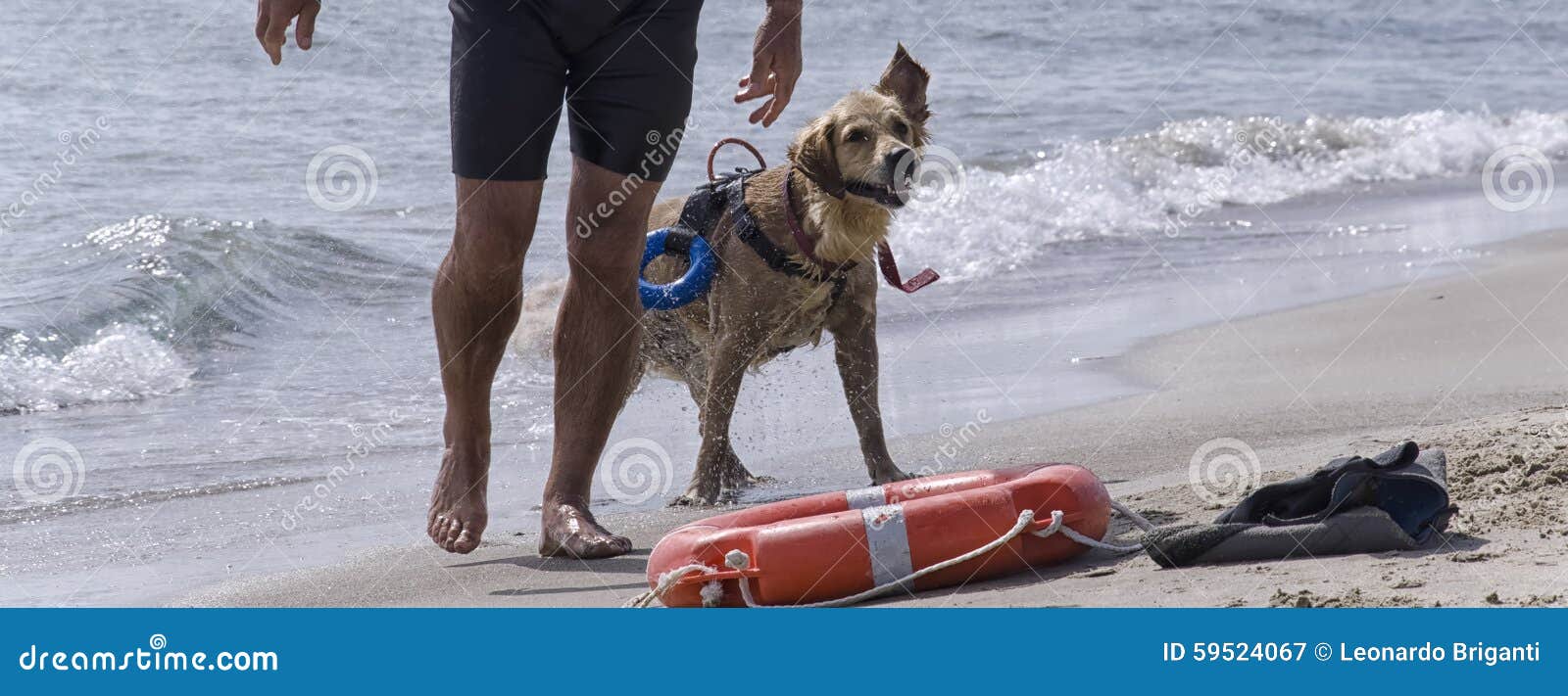 Rescue dog at the beach stock image. Image of gripping - 59524067