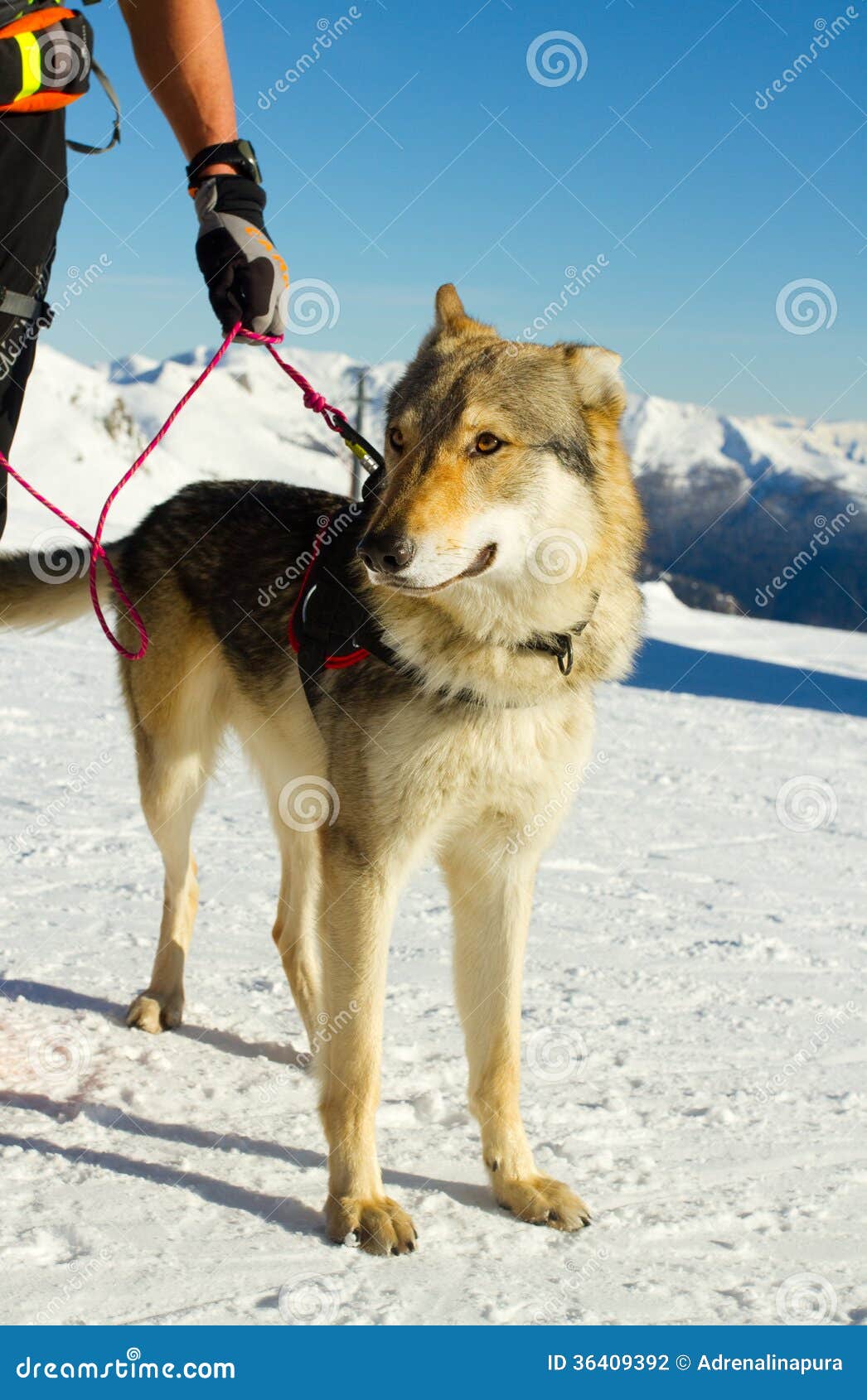 Rescue dog on snow stock photo. Image of rescue, racing - 36409392