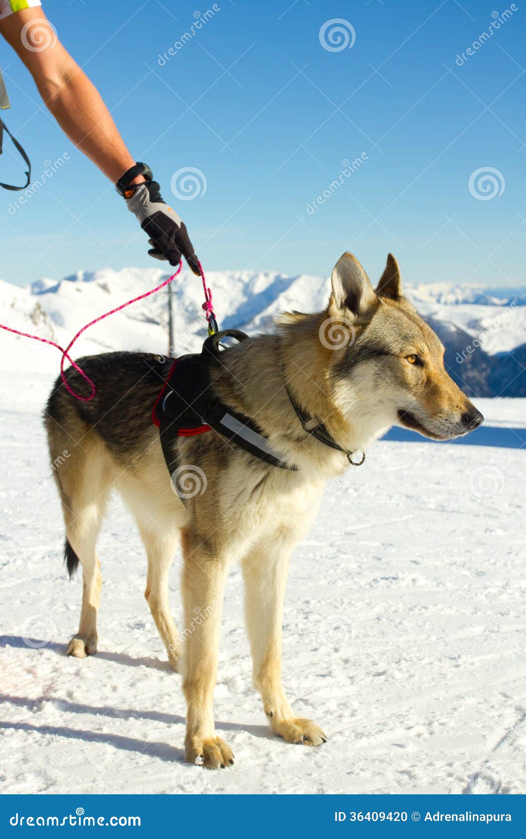 Rescue dog on snow stock photo. Image of lifebelt, transport - 36409420