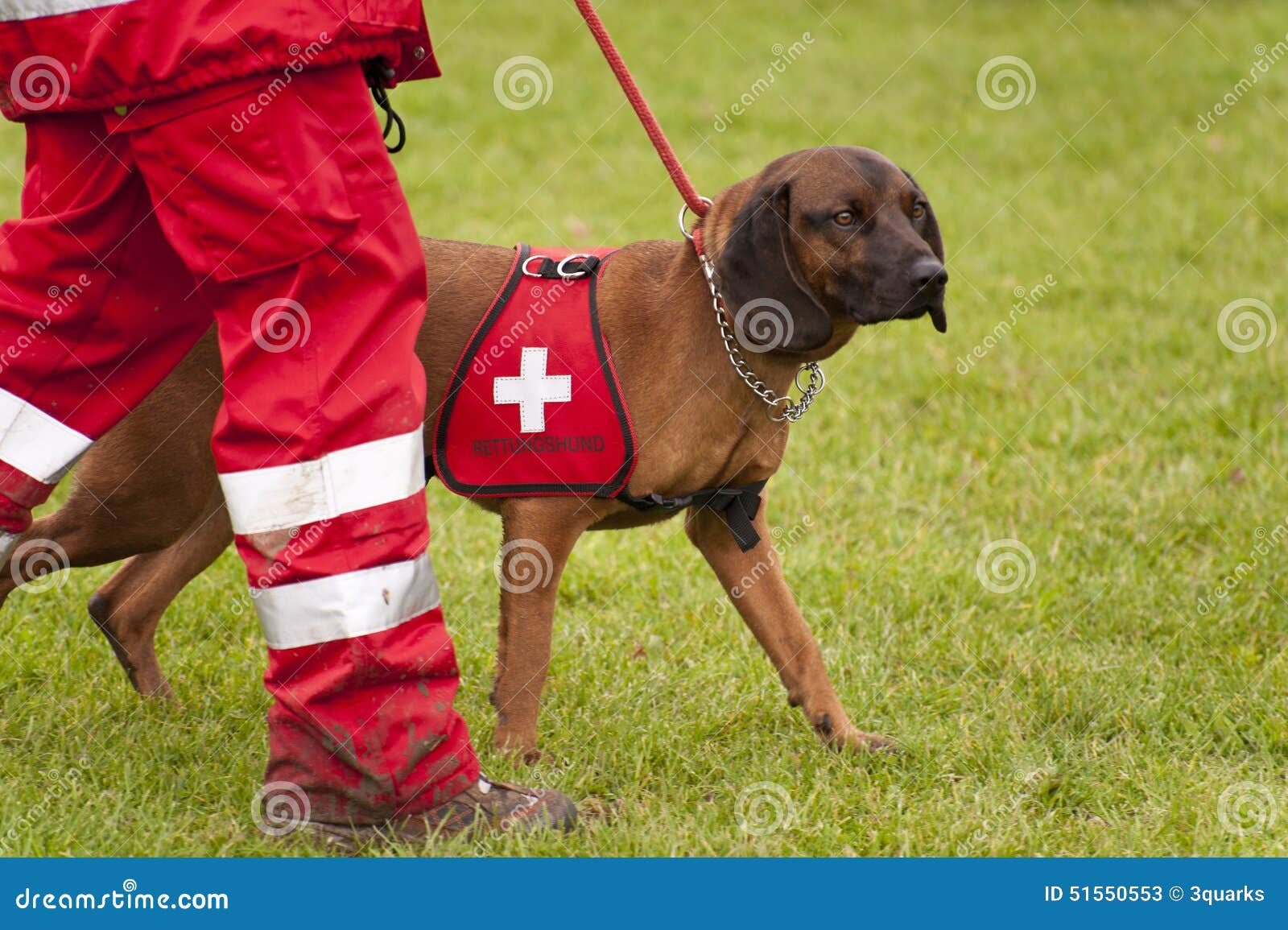 Rescue Dog Squadron stock image. Image of rescue, lifesaver - 51550553