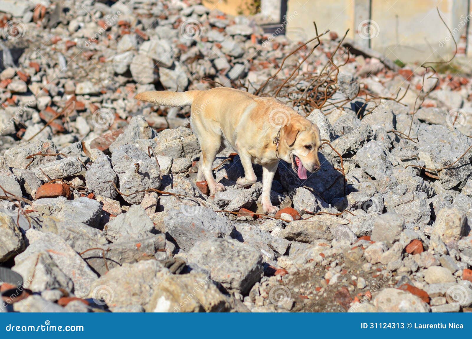 Rescue dog stock image. Image of confident, fire, hero - 31124313