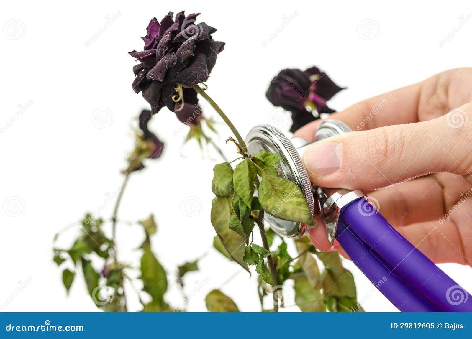 Rescue of a Dry Rose with Medical Stethoscope Stock Image - Image of ...