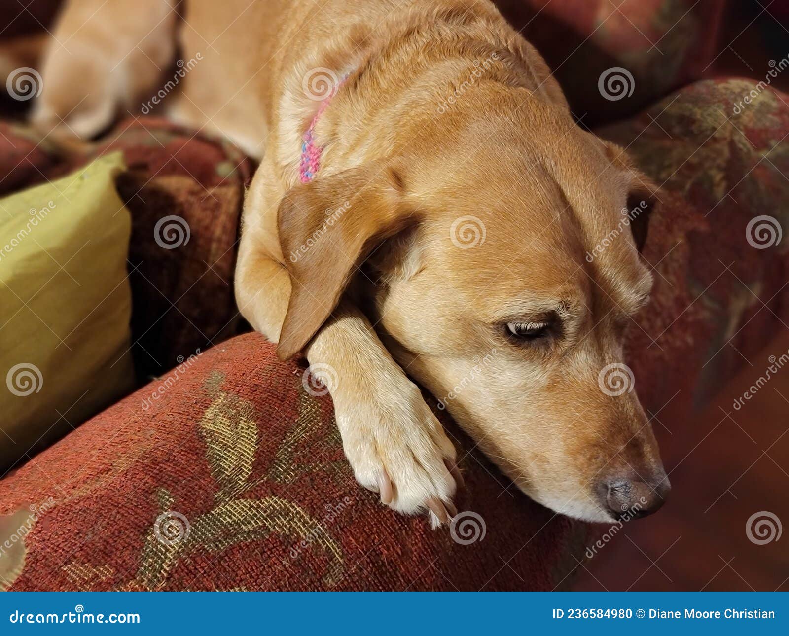 Rescue Yellow Lab Resting stock photo. Image of sofa - 236584980