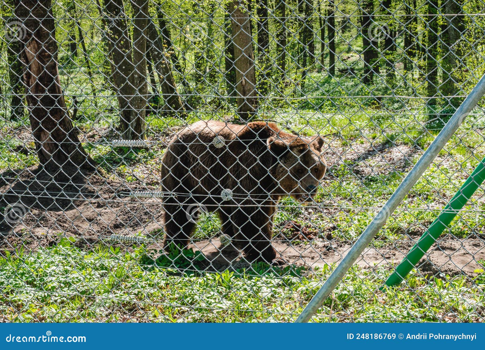 Rescued Brown Bear in a Wildlife Sanctuary Stock Image - Image of ...