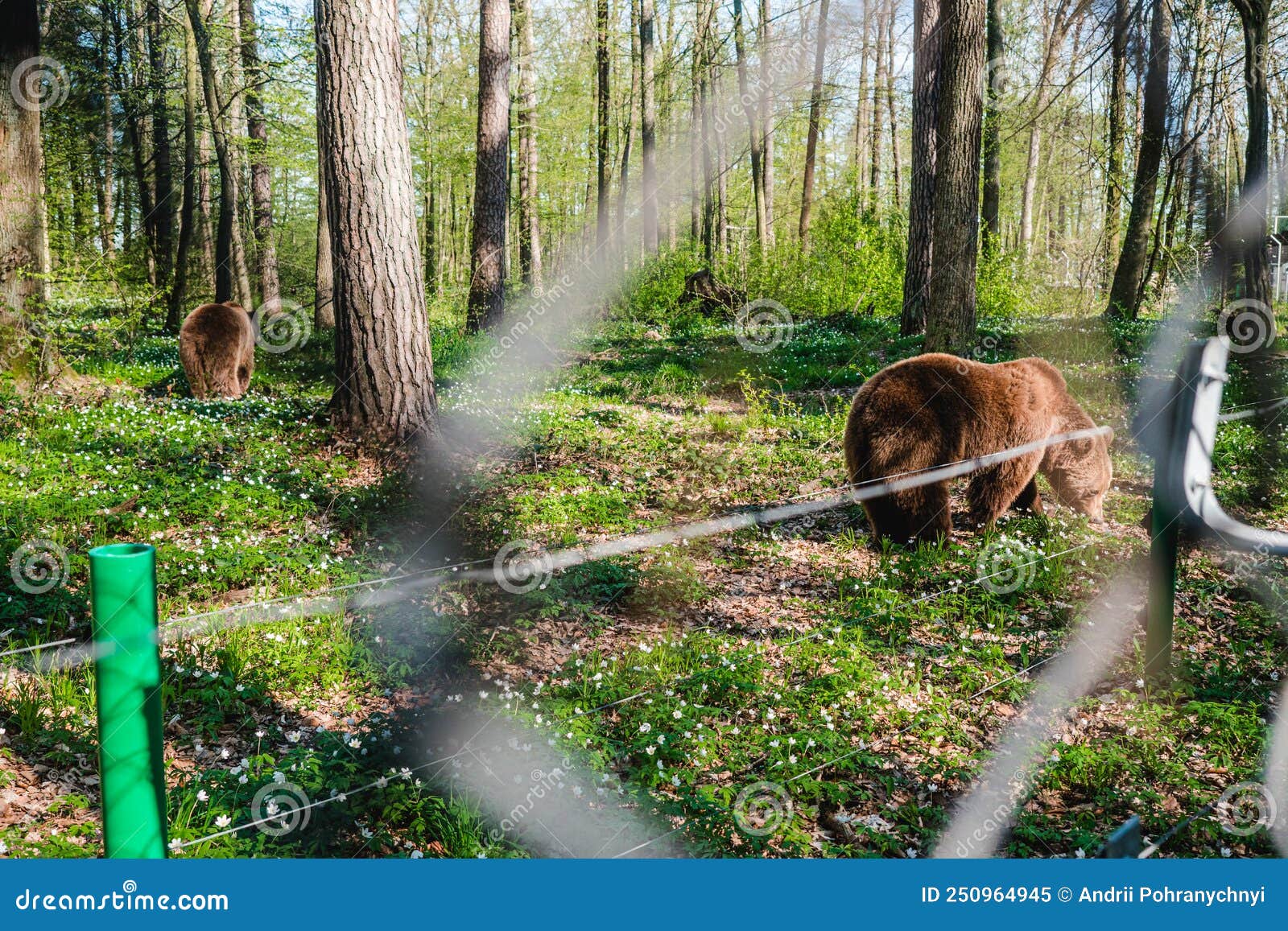 Rescued Brown Bear in a Wildlife Sanctuary Stock Image - Image of ...