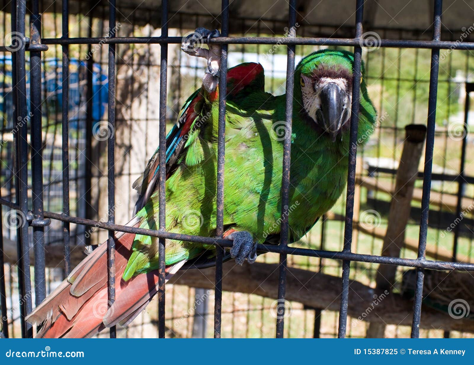 Rescued Caged Macaw stock image. Image of friendly, fearful - 15387825