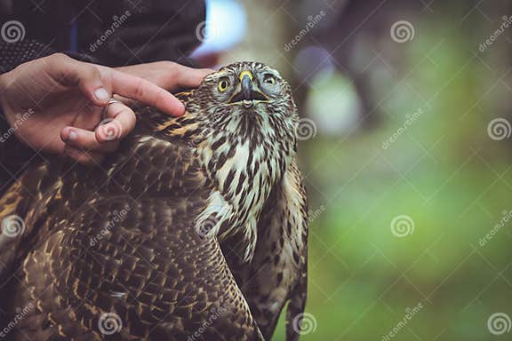Hawk stock image. Image of nisus, wildlife, organism - 103149227