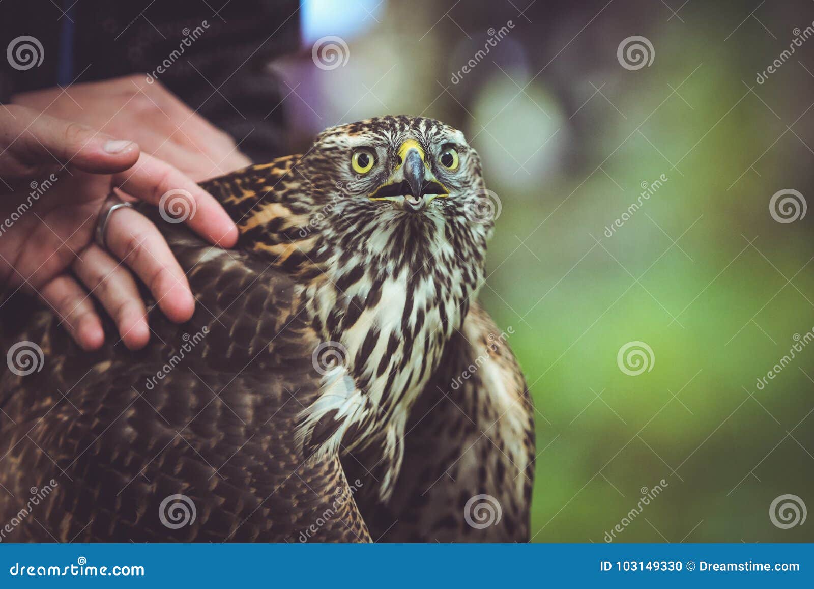 Hawk stock photo. Image of hands, falcon, nisus, feather - 103149330