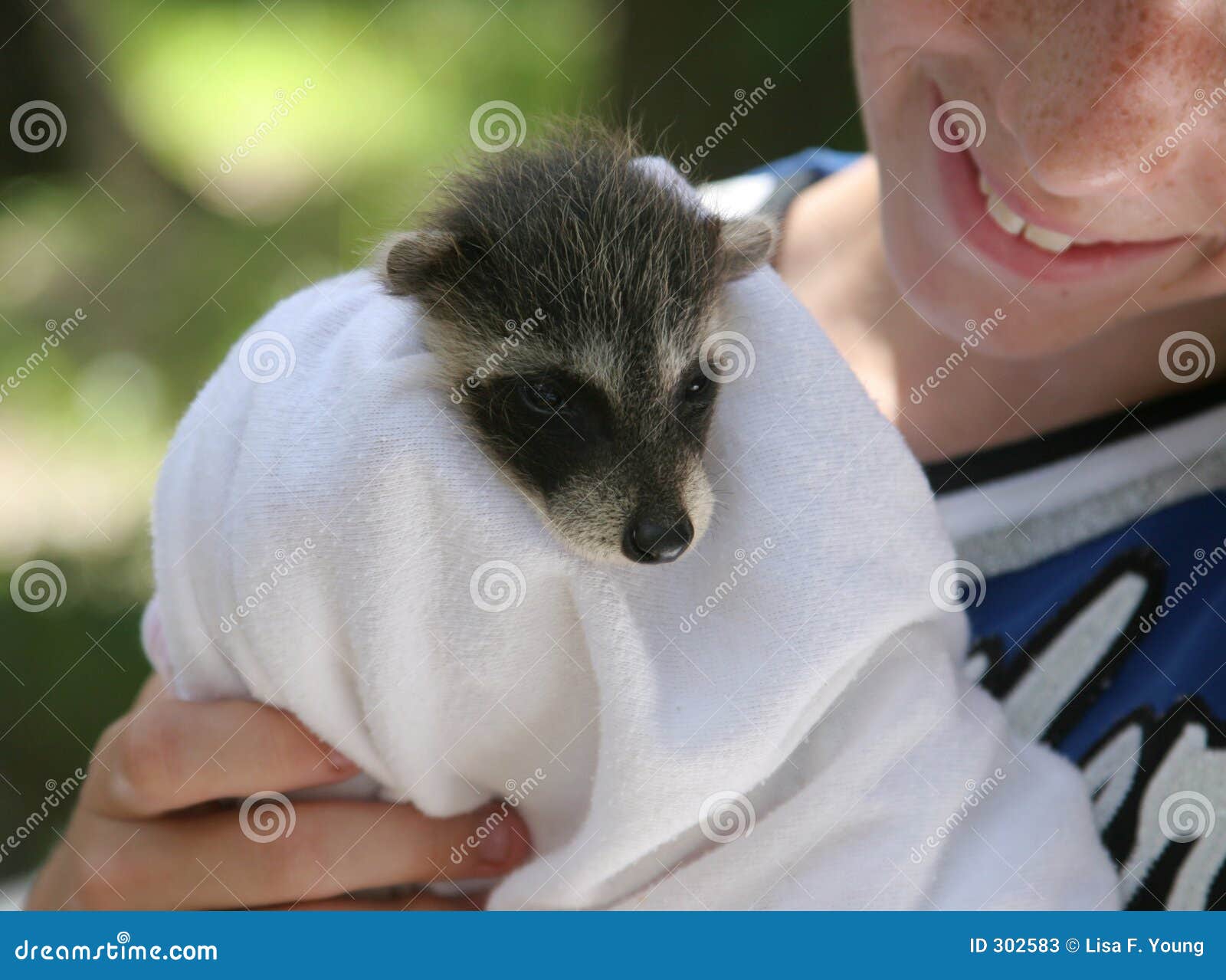 Rescued Raccoon Baby stock image. Image of habitat, nurture - 302583