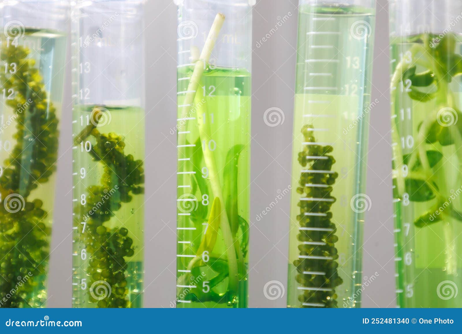 Research and Biotech Science Scientists are Developing Research on ...