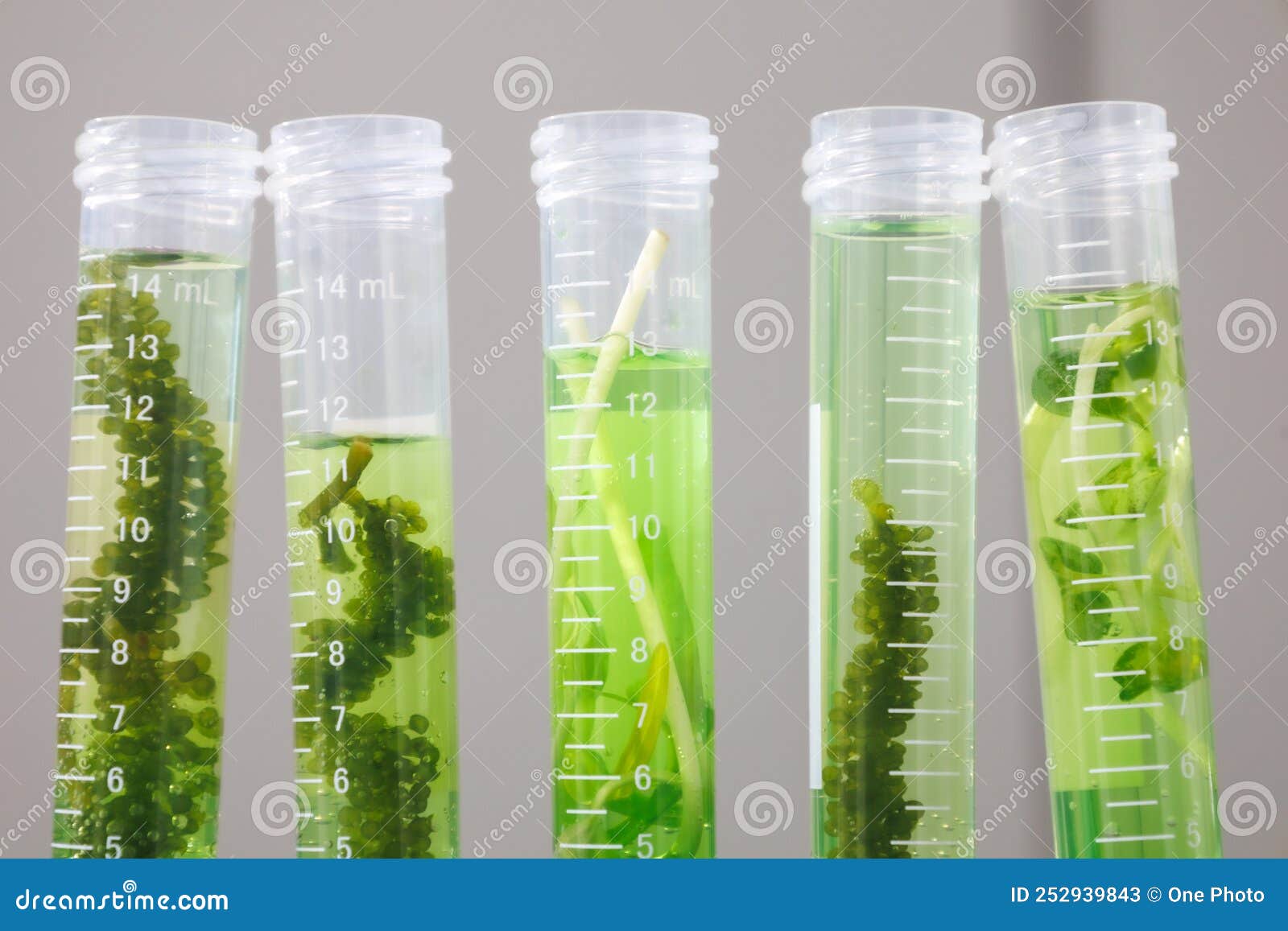 Research and Biotech Science Scientists are Developing Research on ...