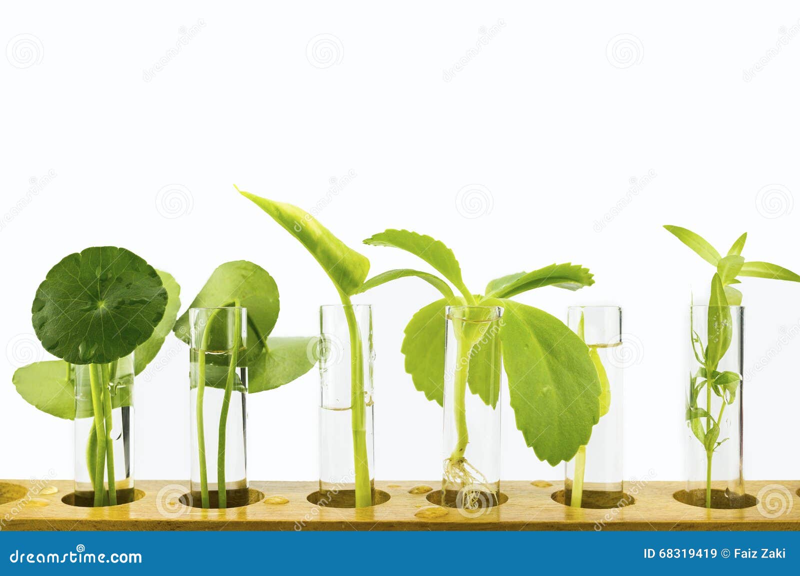 Research and Development Plant Sprout Extract, with Hands Stock Image ...
