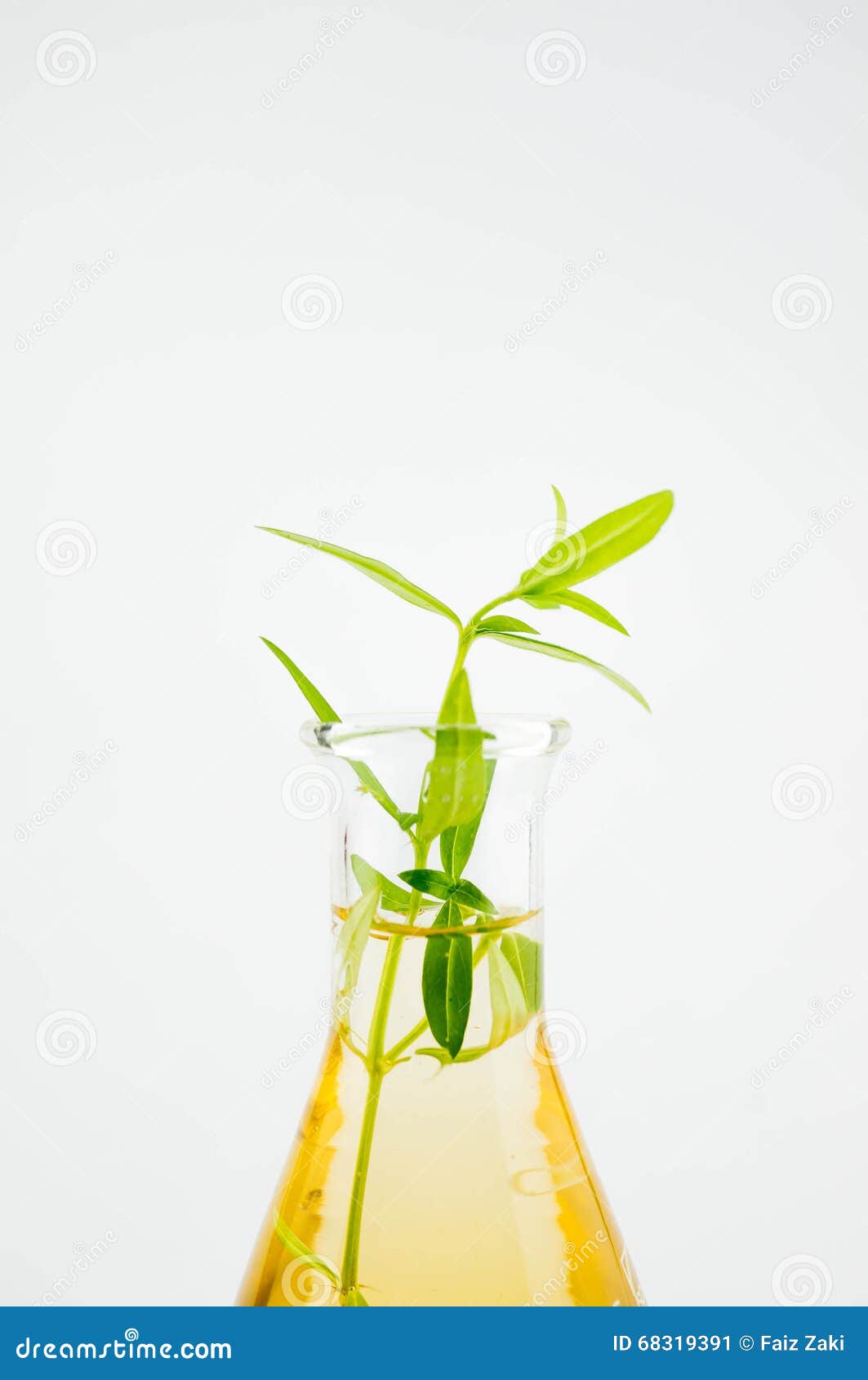 Research and Development Plant Sprout Extract, Lab Test Stock Image ...