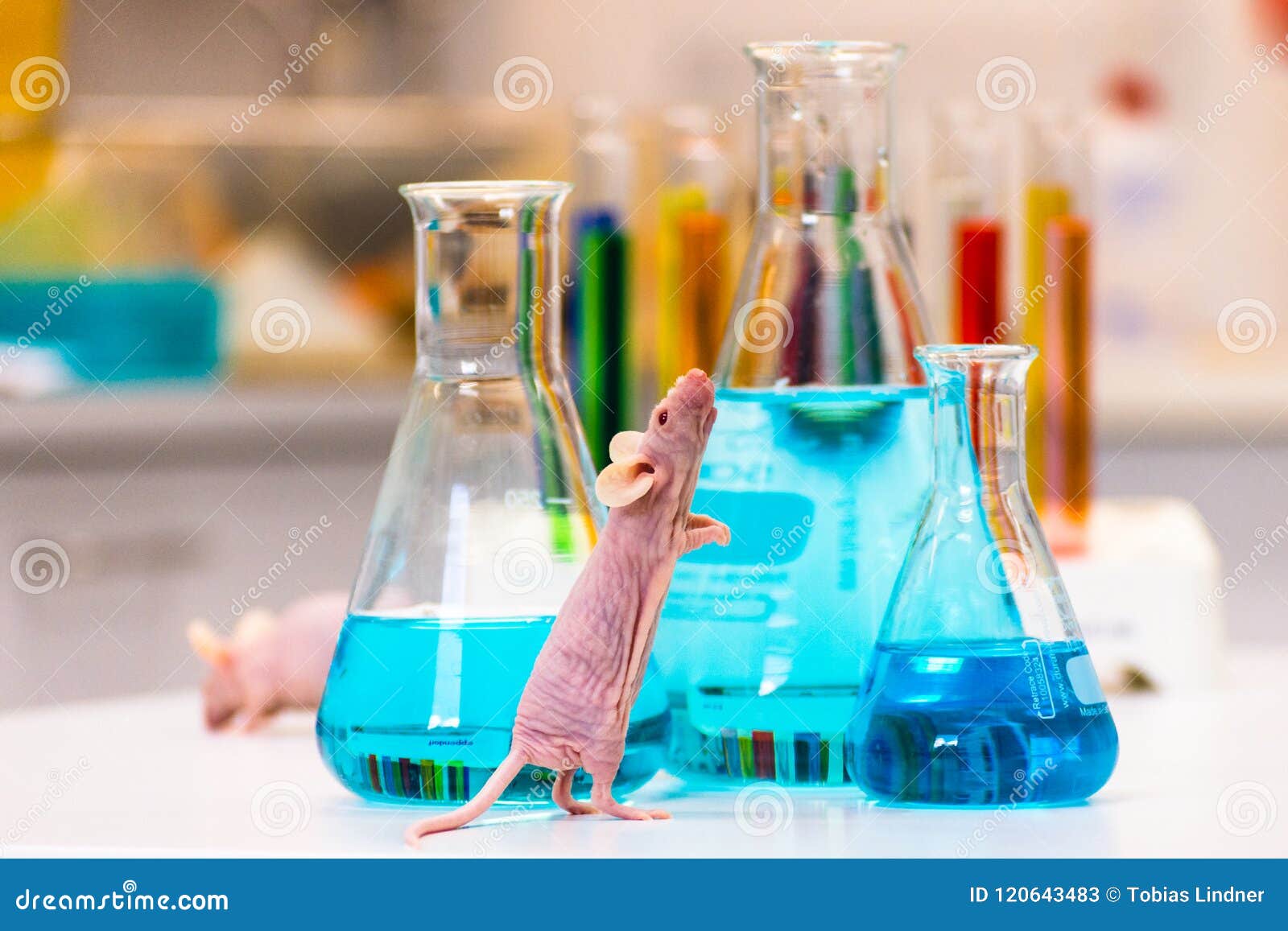 Research in Medicine - Laboratory Setup with Erlenmeyer Flask and Lab ...