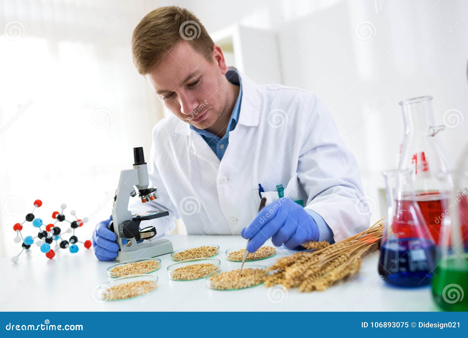 Research Quality of Wheat, Expert Working at Professional Laboratory ...