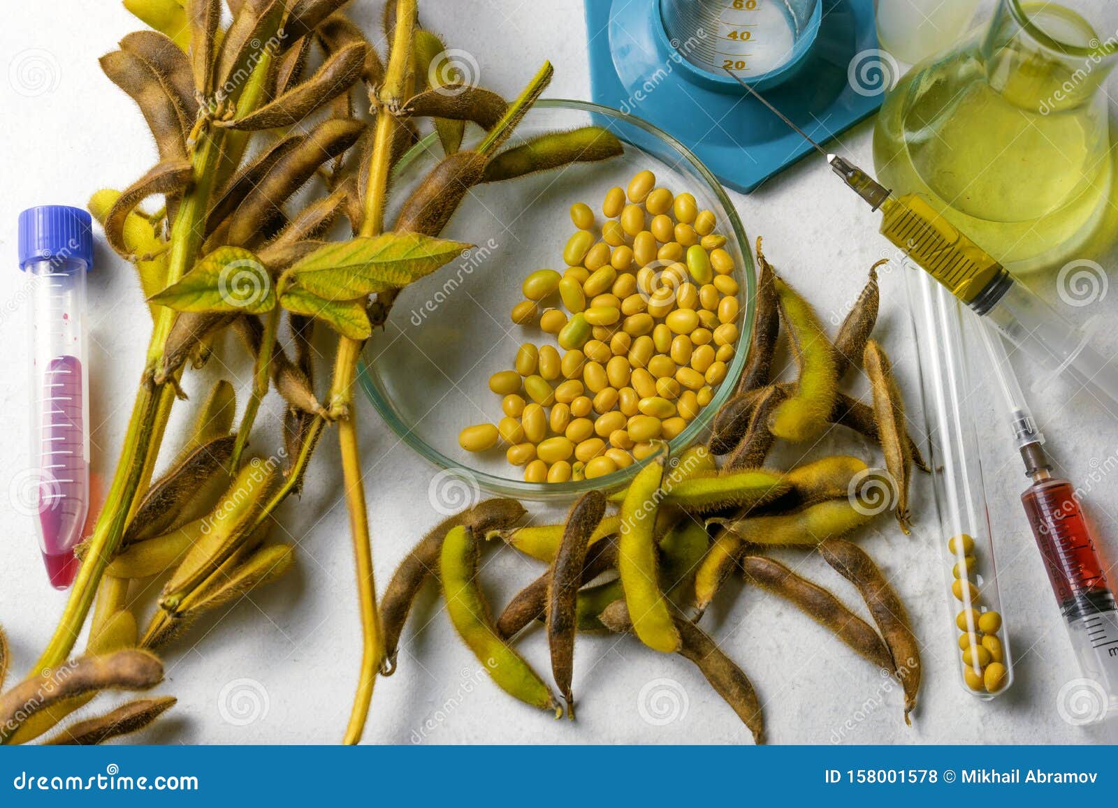 Research Soy in the Laboratory on the Table. Top View Stock Photo ...