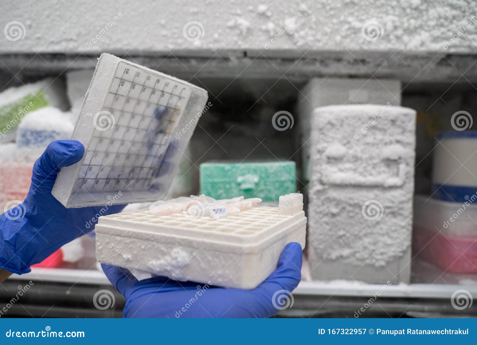 The Researcher Opens the Storage Box that Keeps the Sample in -80C ...