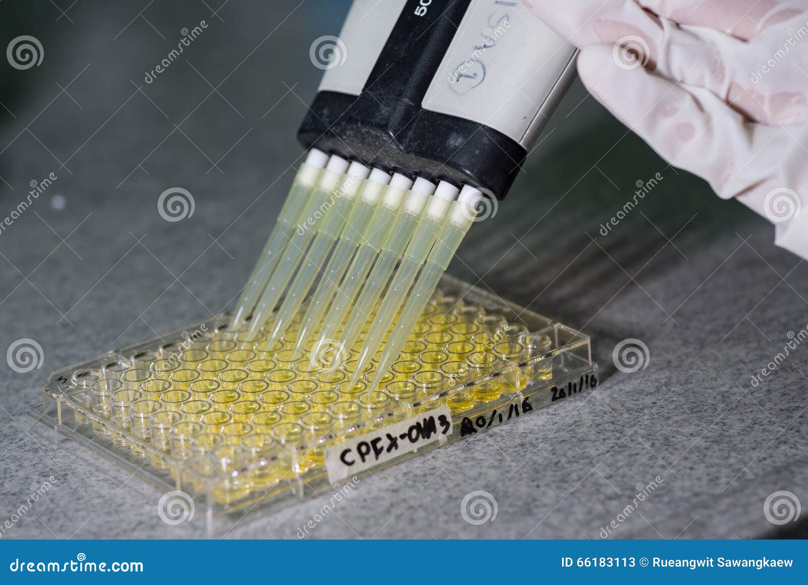 Researcher Transfers Testing Fluid To 96 Well Plate Stock Image - Image ...