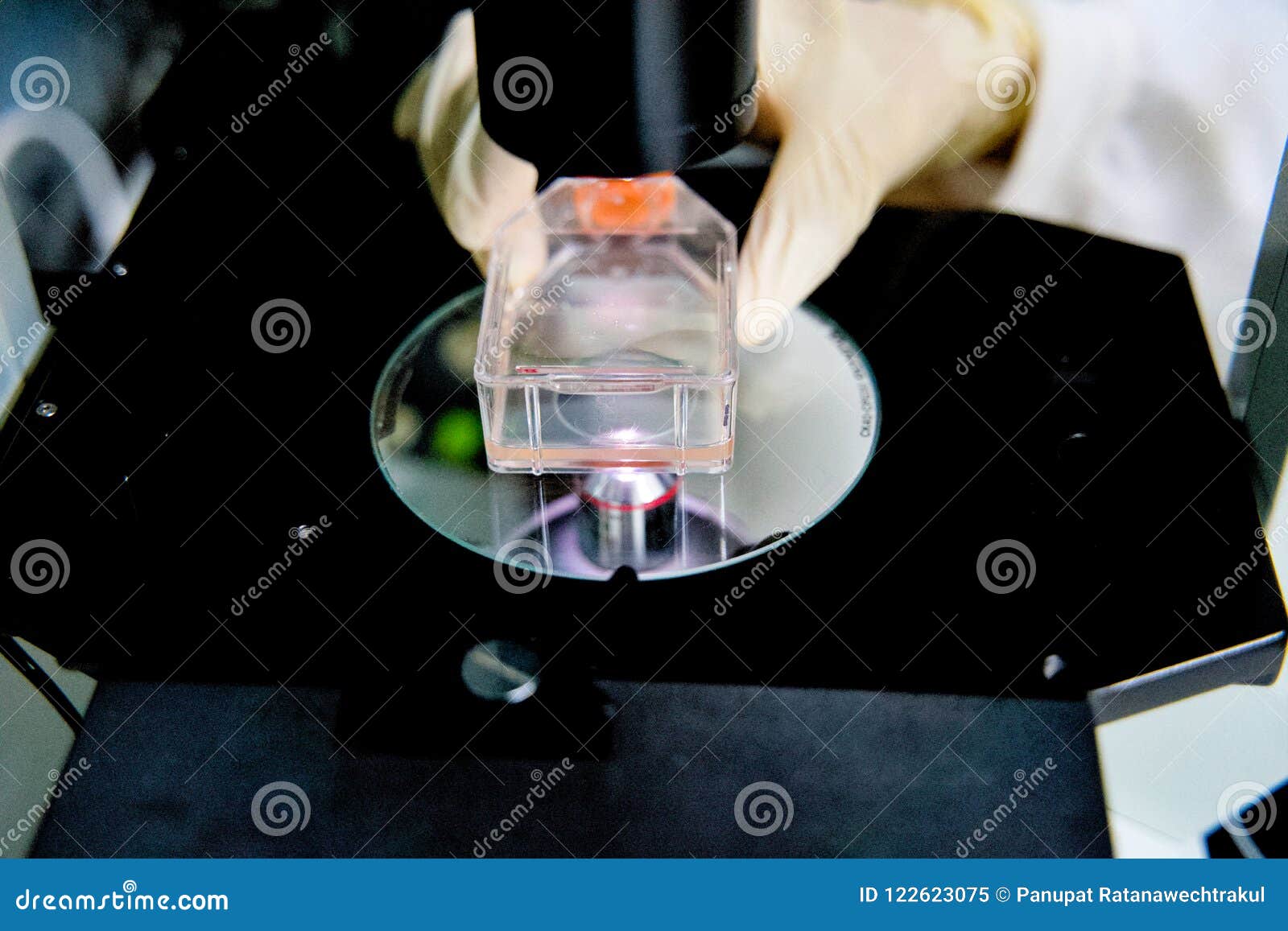 The Researcher is Using Microscope with Cell Culture Flask for ...