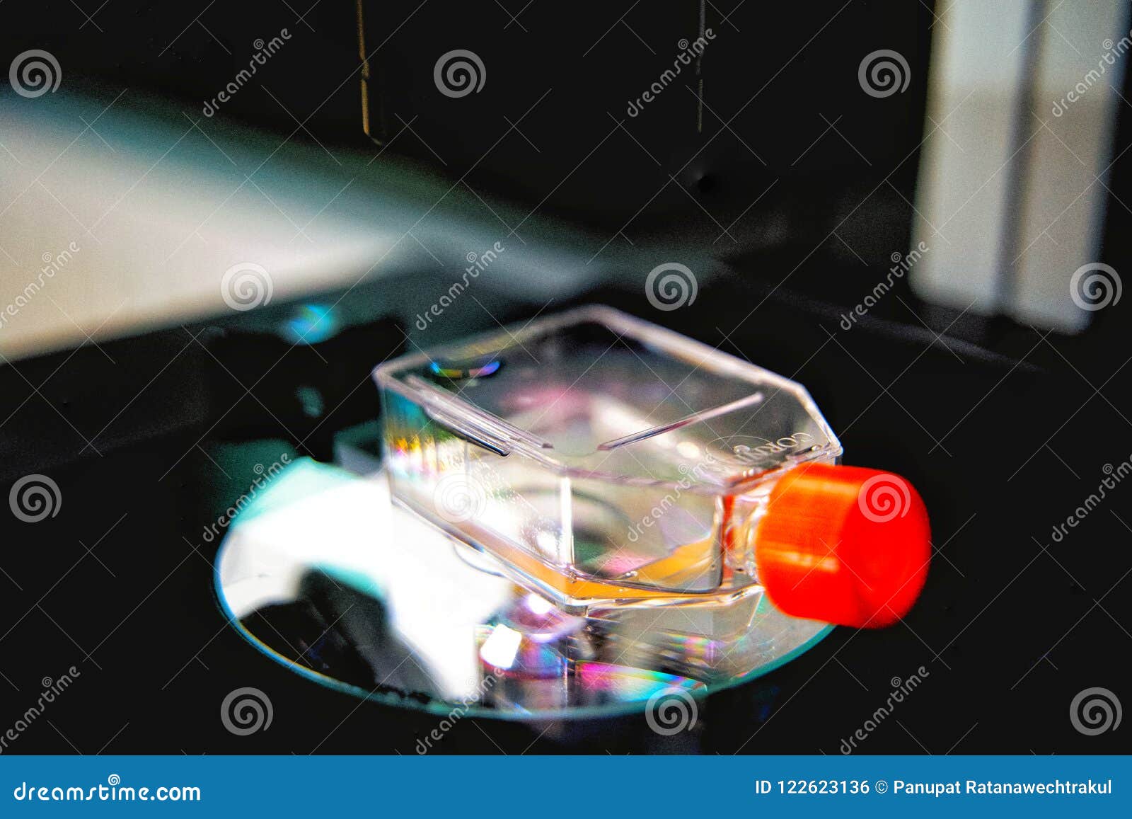The Researcher is Using Microscope with Cell Culture Flask for ...