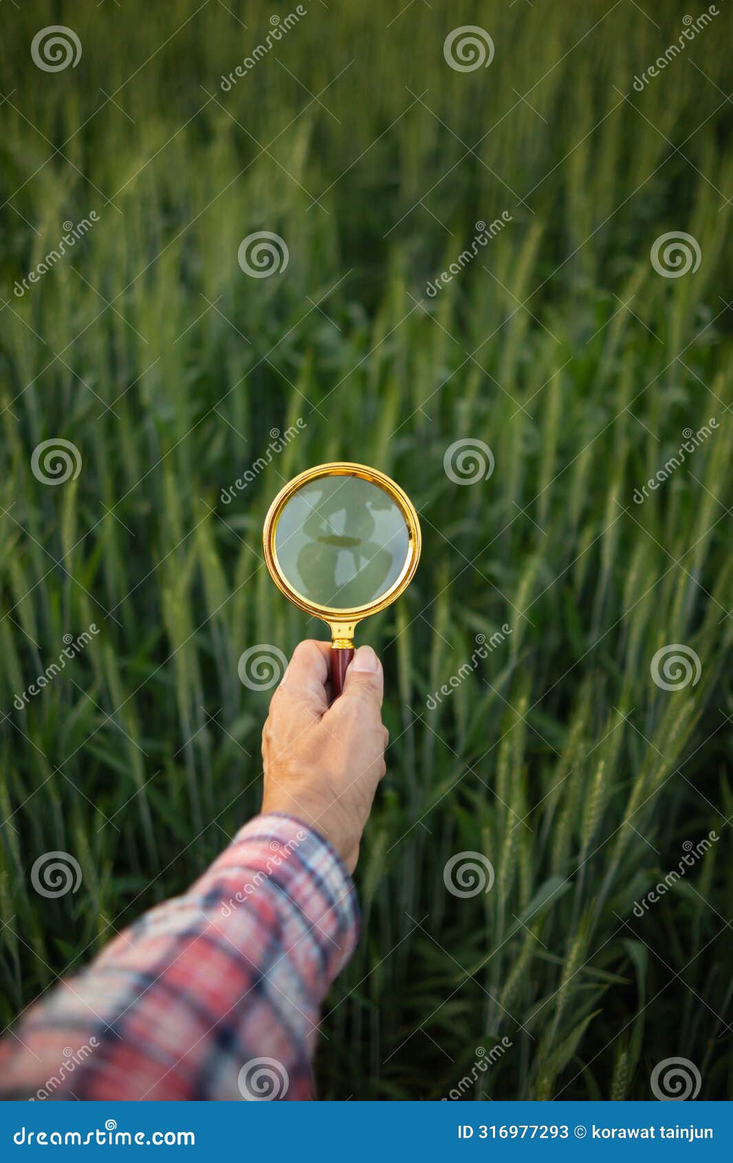 Researchers Carry Magnifying Glasses Over Barley Plants To Look for ...