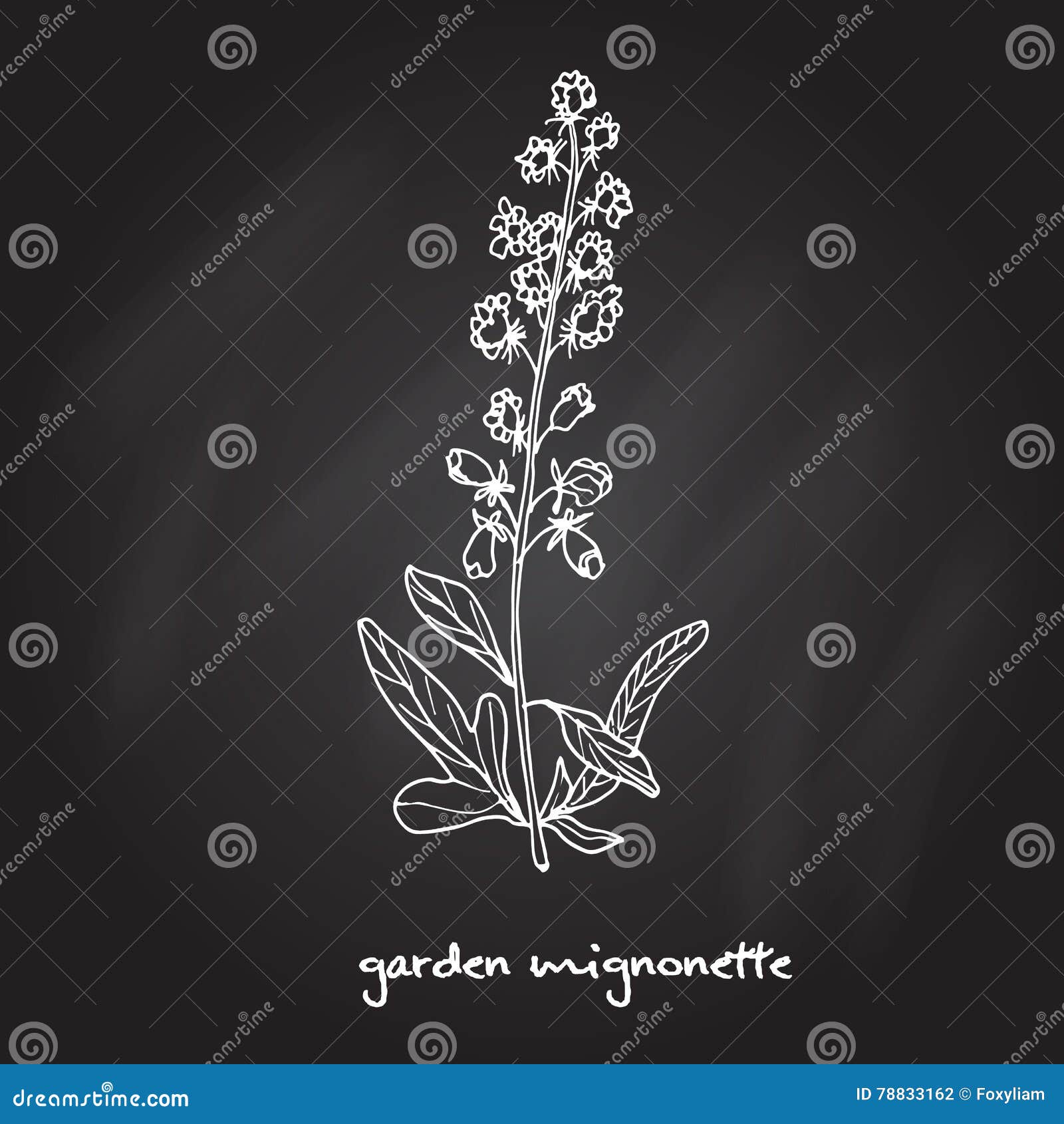 Reseda or Mignonette, Aromatic and Medicinal Plant Stock Vector ...
