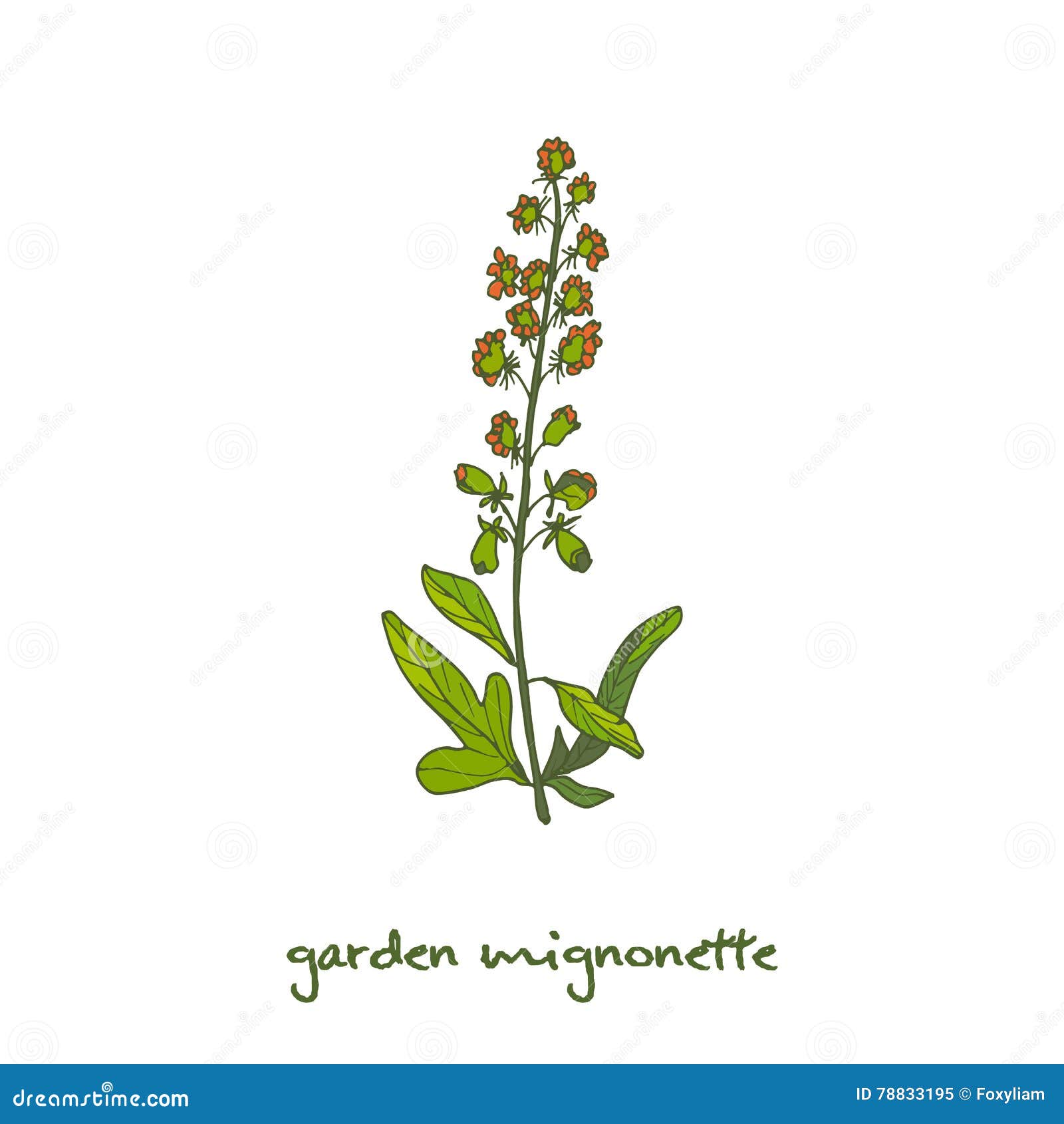 Reseda or Mignonette, Aromatic and Medicinal Plant Stock Vector ...