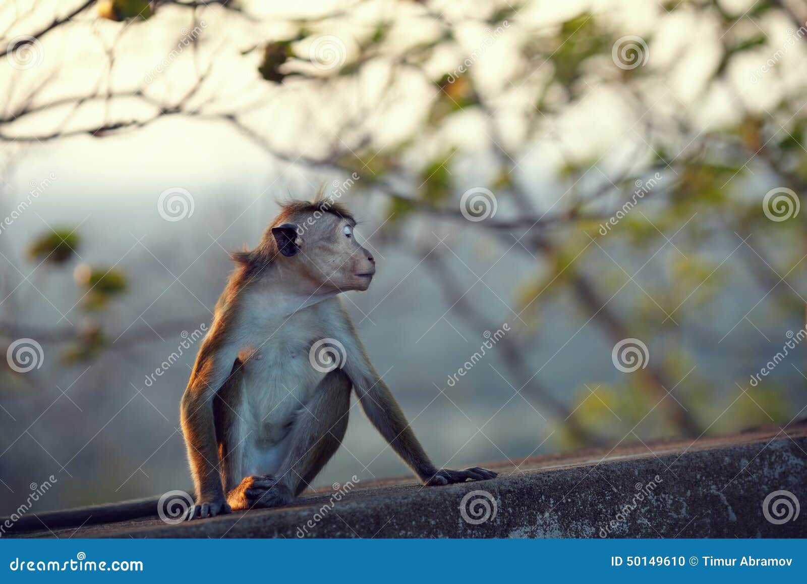 Resentful monkey stock photo. Image of wild, halfface - 50149610