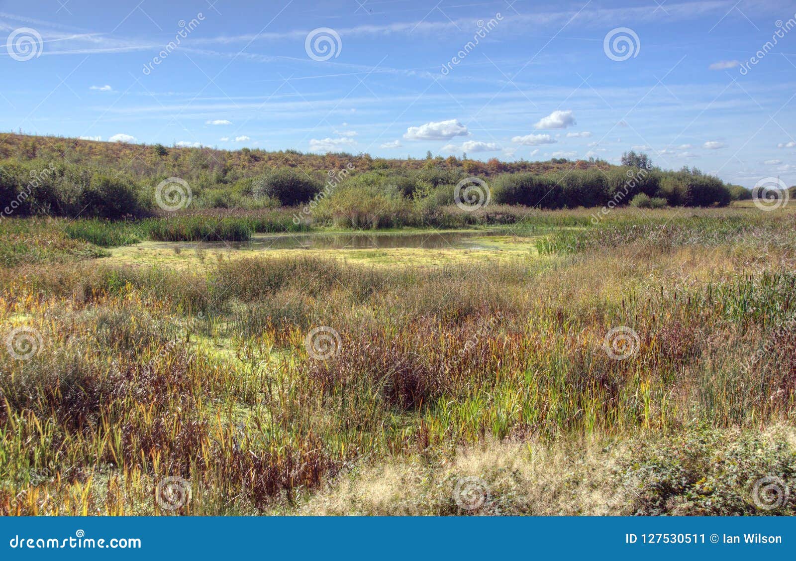 Reserva De Naturaleza, Fairburn Ings Imagen de archivo - Imagen de vida ...