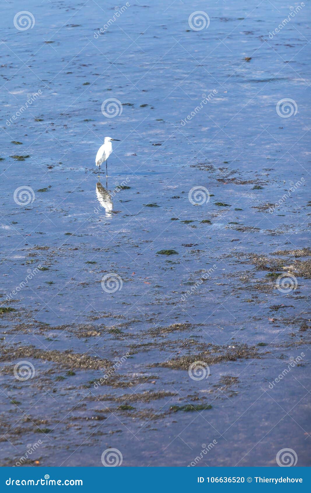 Reserva Natural Do Nacional Do ` Do Ding Do ` De JN Foto de Stock ...