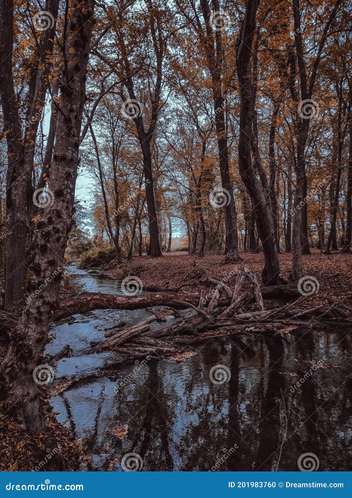 Reserved Forest in the Mountains Stock Photo - Image of winter ...