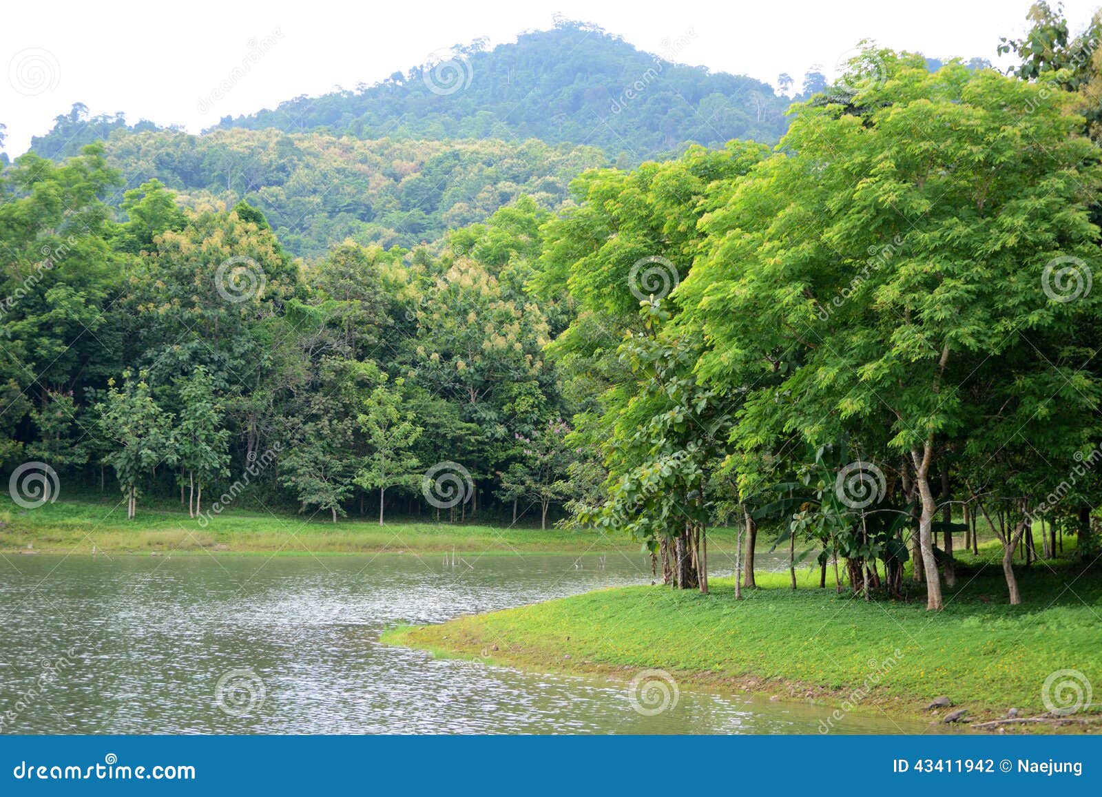 Reservoir forest stock photo. Image of rainforest, lake - 43411942