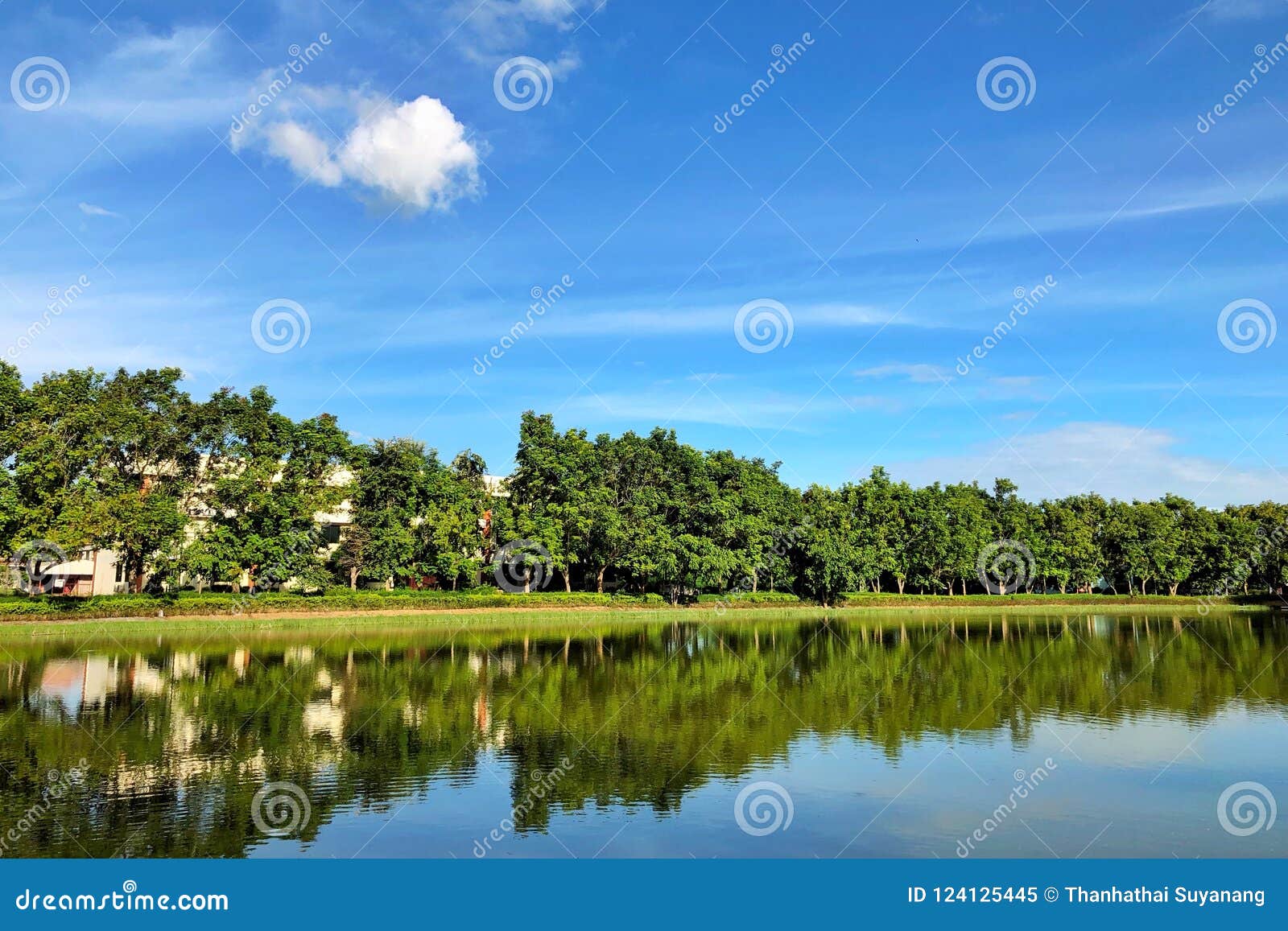 Reservoir and Trees stock image. Image of green, nature - 124125445