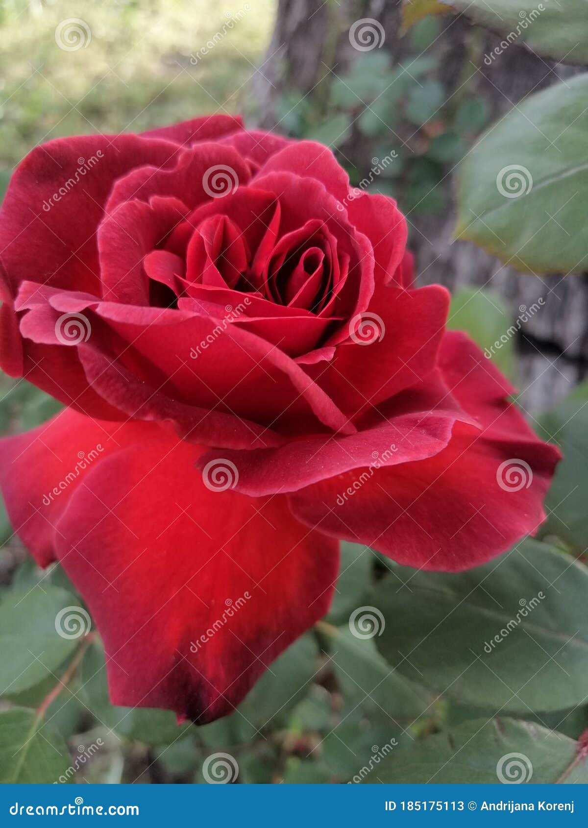 Reses are red stock image. Image of bouquet, reses, pink - 185175113