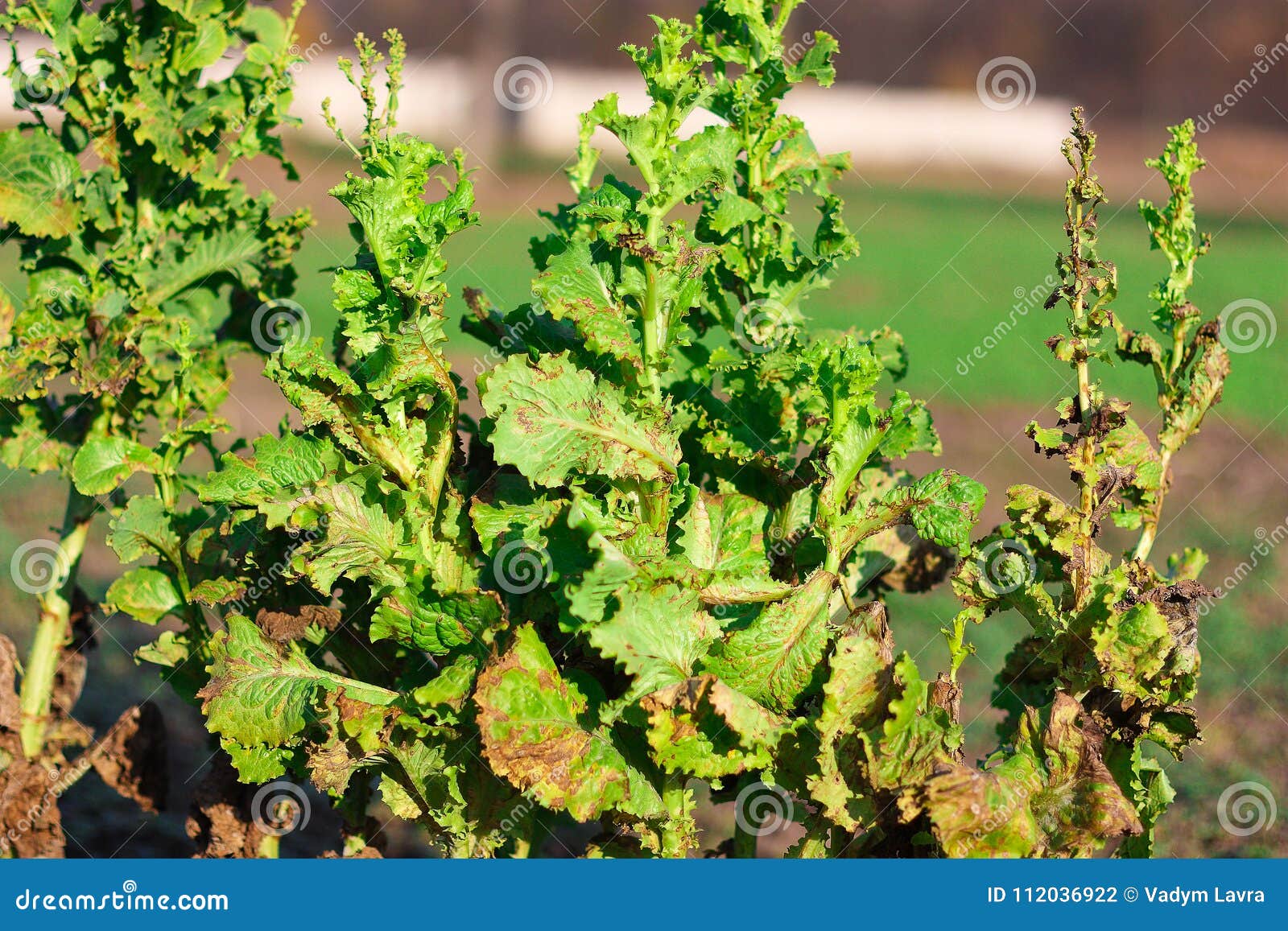 Resh E Fundo Podre Da Planta Da Alface Foto de Stock - Imagem de ...