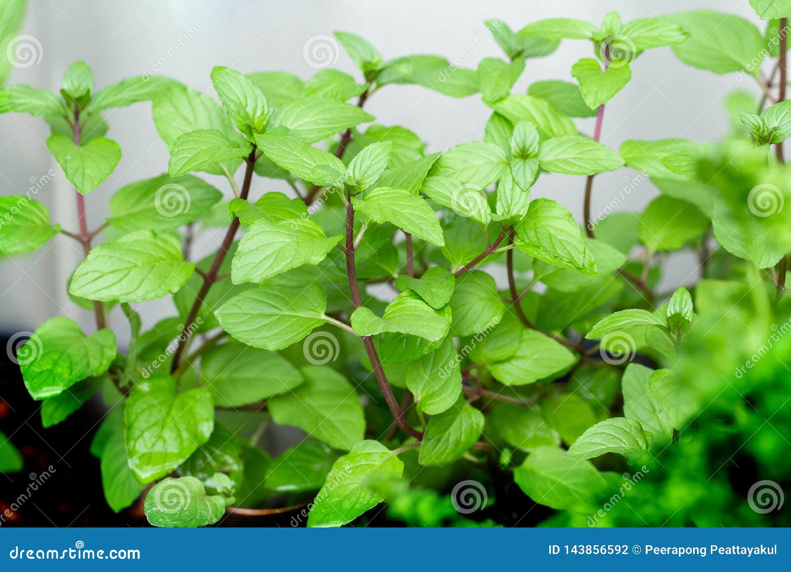 Resh Peppermint Trees in Organig Garden Stock Photo - Image of herb ...