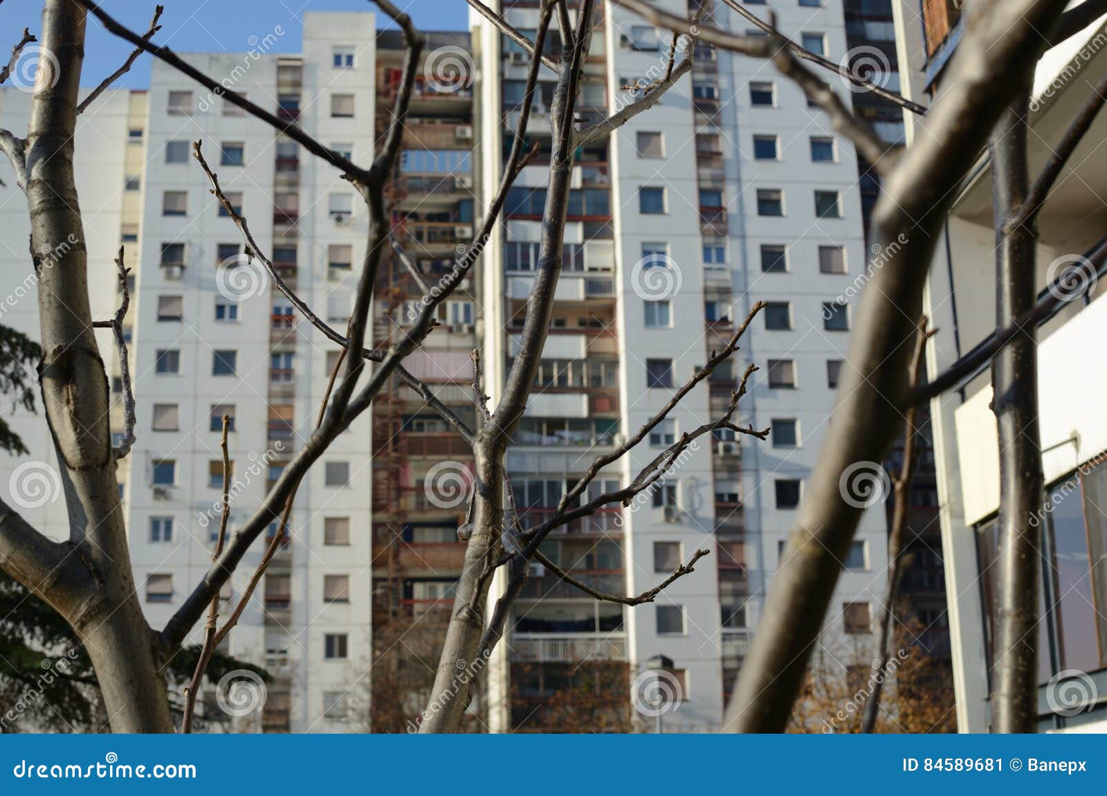 Residential Building and Branches Stock Image - Image of architectural ...